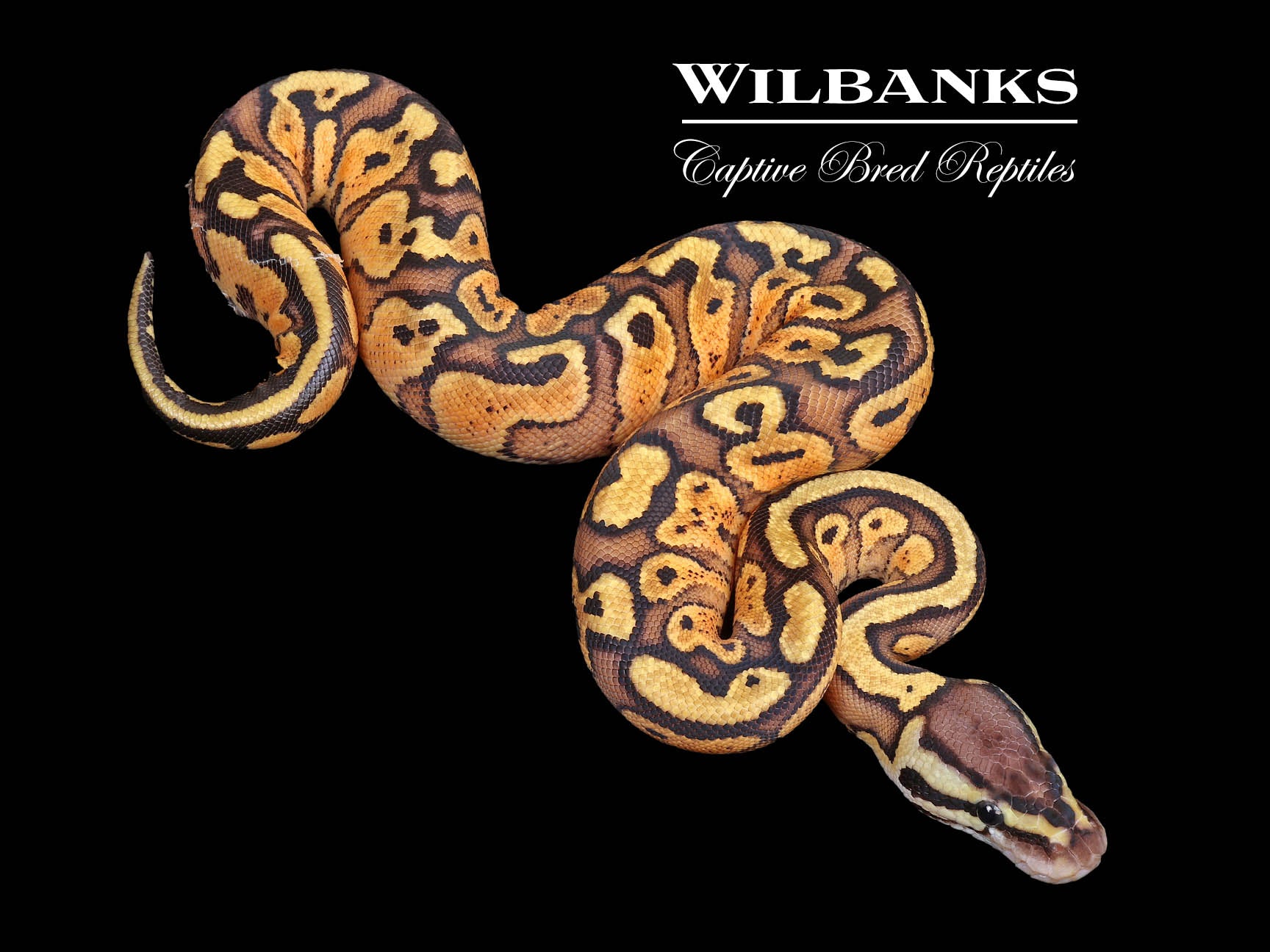 Red Stripe Pastel Ball Python ♀ '25 – Wilbanks Captive Bred Reptiles
