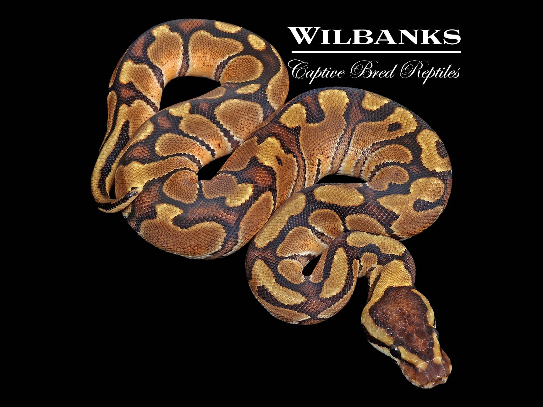 Red Stripe Enchi Ball Python ♂ '25 – Wilbanks Captive Bred Reptiles
