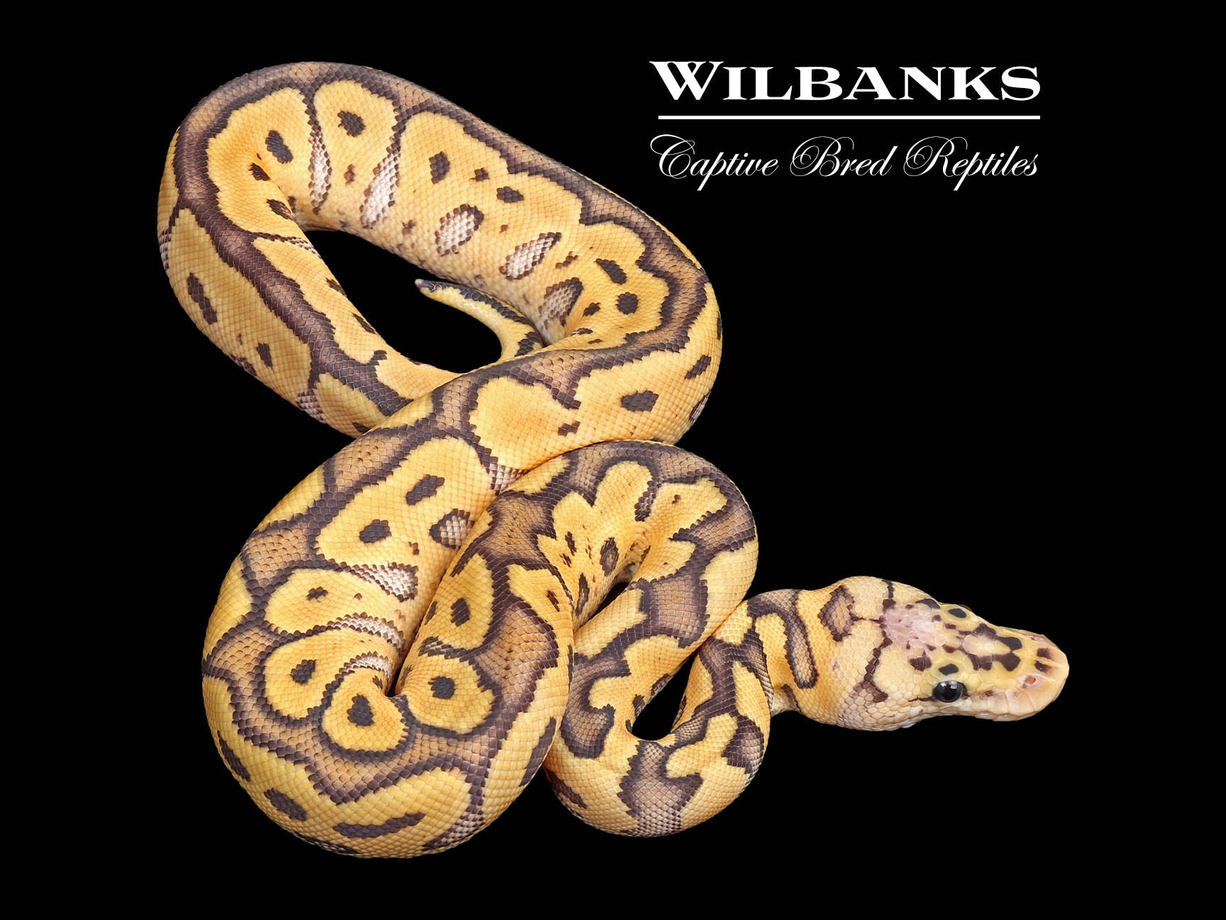 Pastel Clown Ball Python ♀ '25 – Wilbanks Captive Bred Reptiles