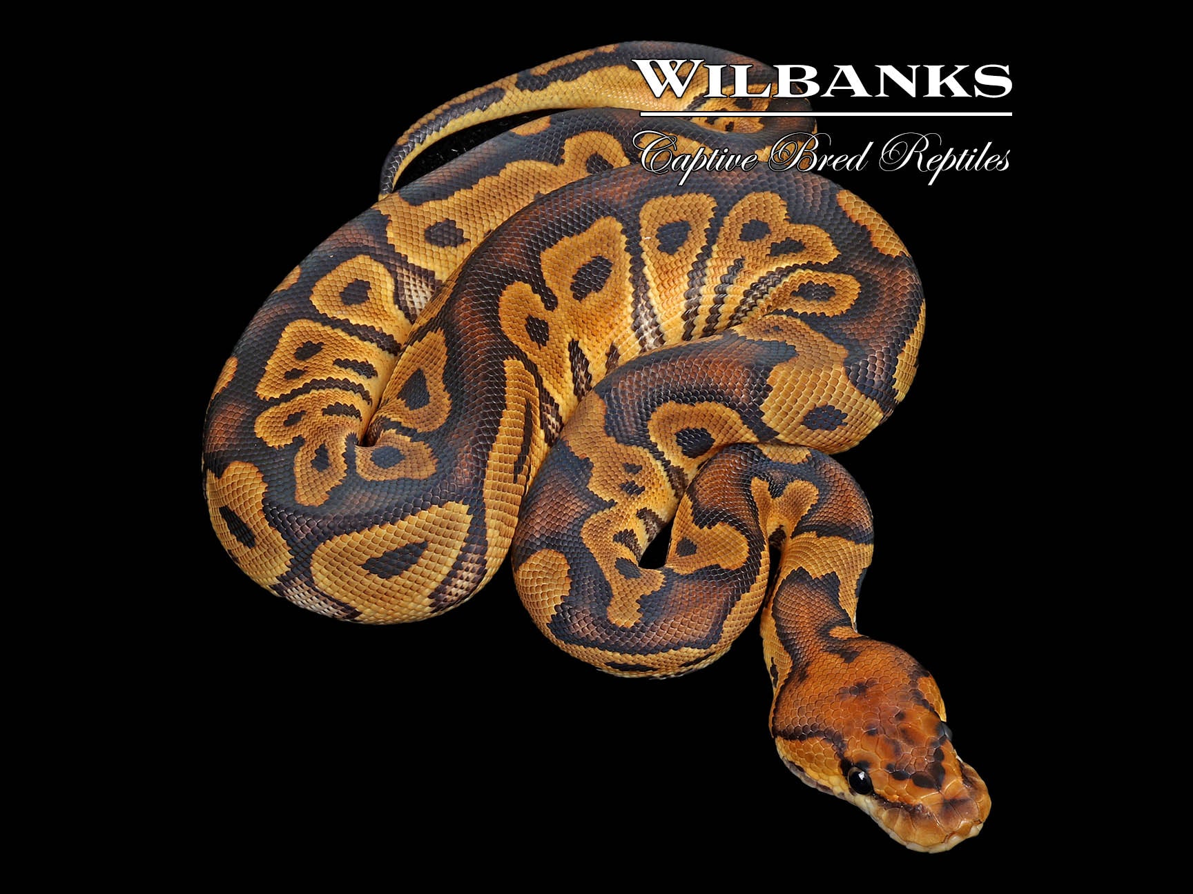 Clown Ball Python ♀ '25 – Wilbanks Captive Bred Reptiles