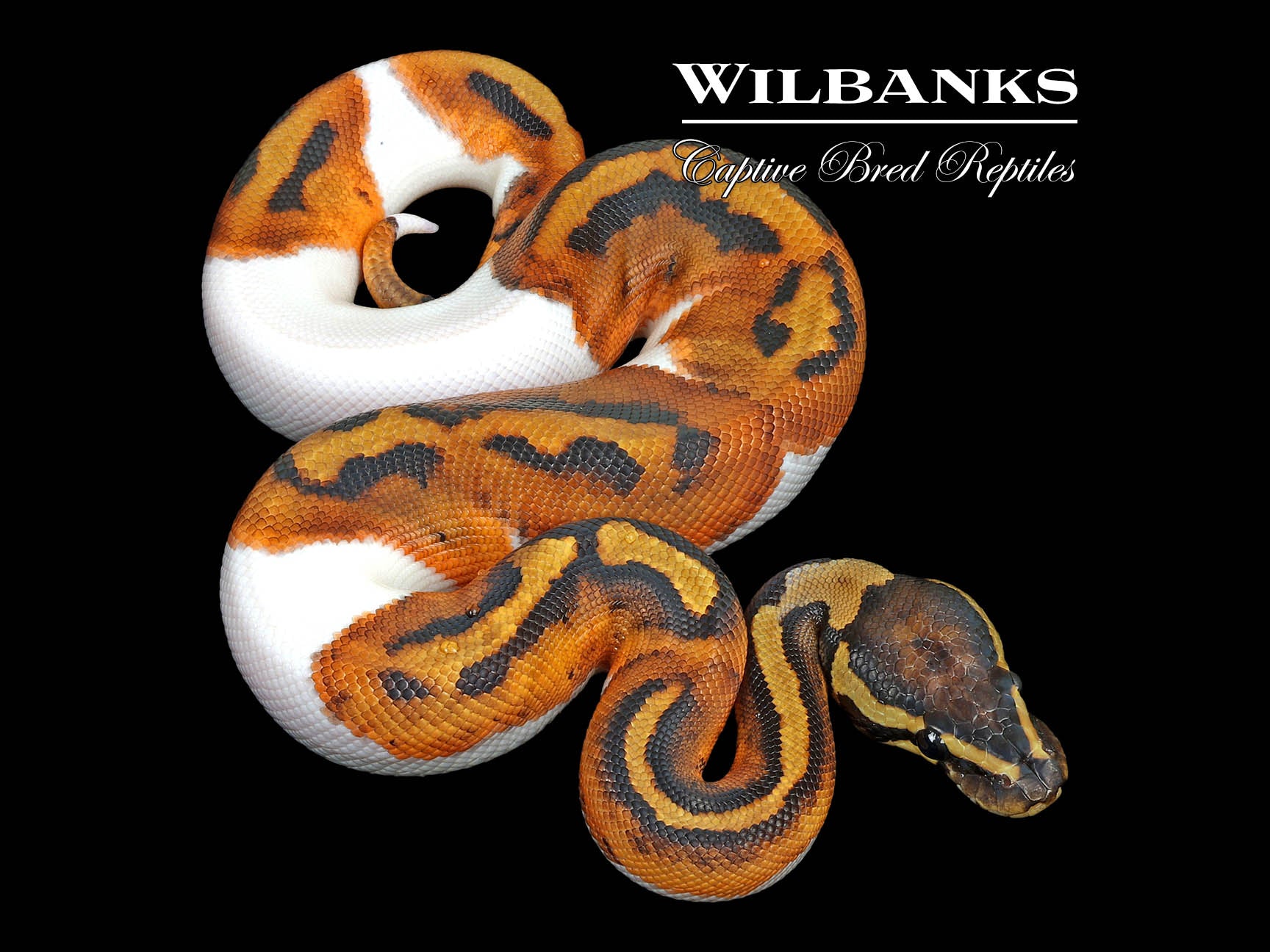 Pied 100% Het. Lavender Albino Ball Python ♂ '25 – Wilbanks Captive ...