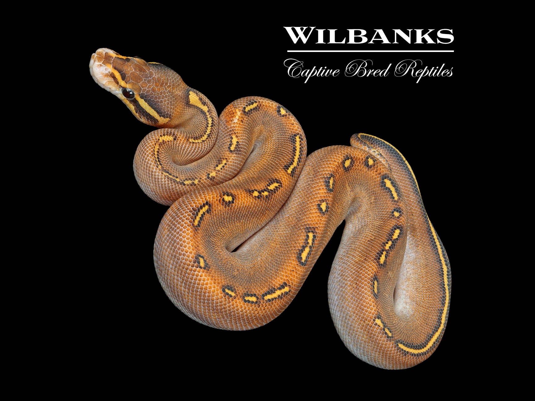 GHI Freeway Ball Python ♂ '25 – Wilbanks Captive Bred Reptiles