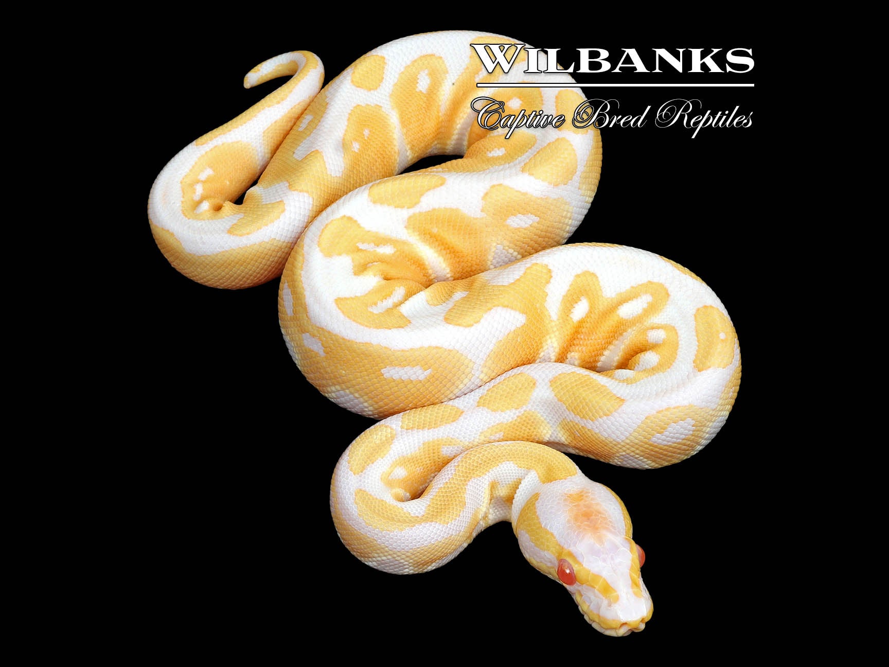 Albino Ball Python ♀ '25 – Wilbanks Captive Bred Reptiles