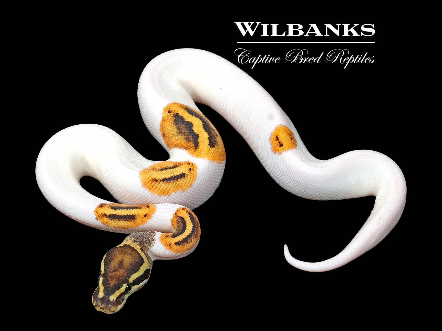 Fire Pied Ball Python ♀ '25 – Wilbanks Captive Bred Reptiles