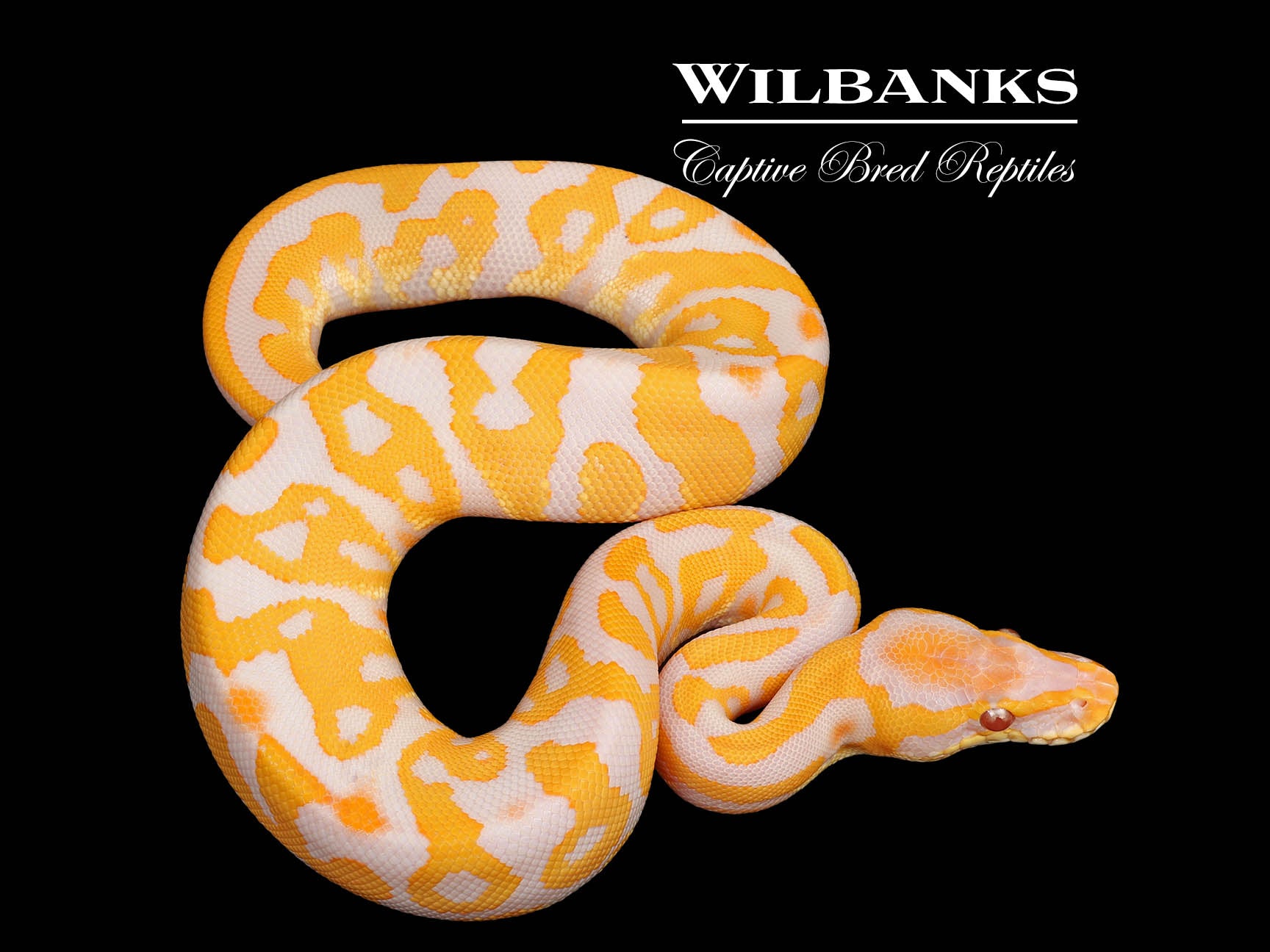 Lavender Leopard Ball Python ♀ '25 – Wilbanks Captive Bred Reptiles