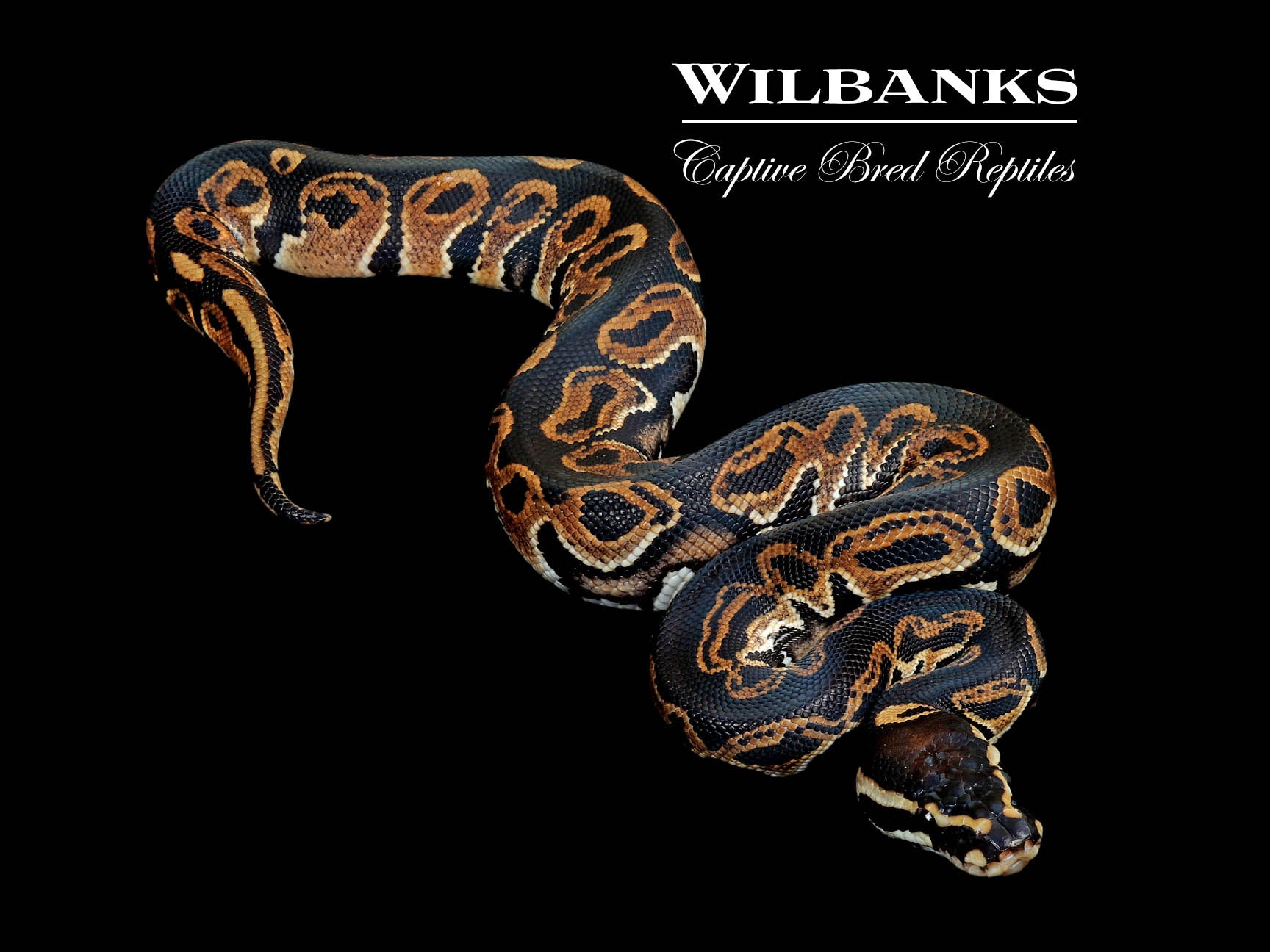 Blackhead "Classic Jungle" Ball Python ♂ '25 – Wilbanks Captive Bred ...