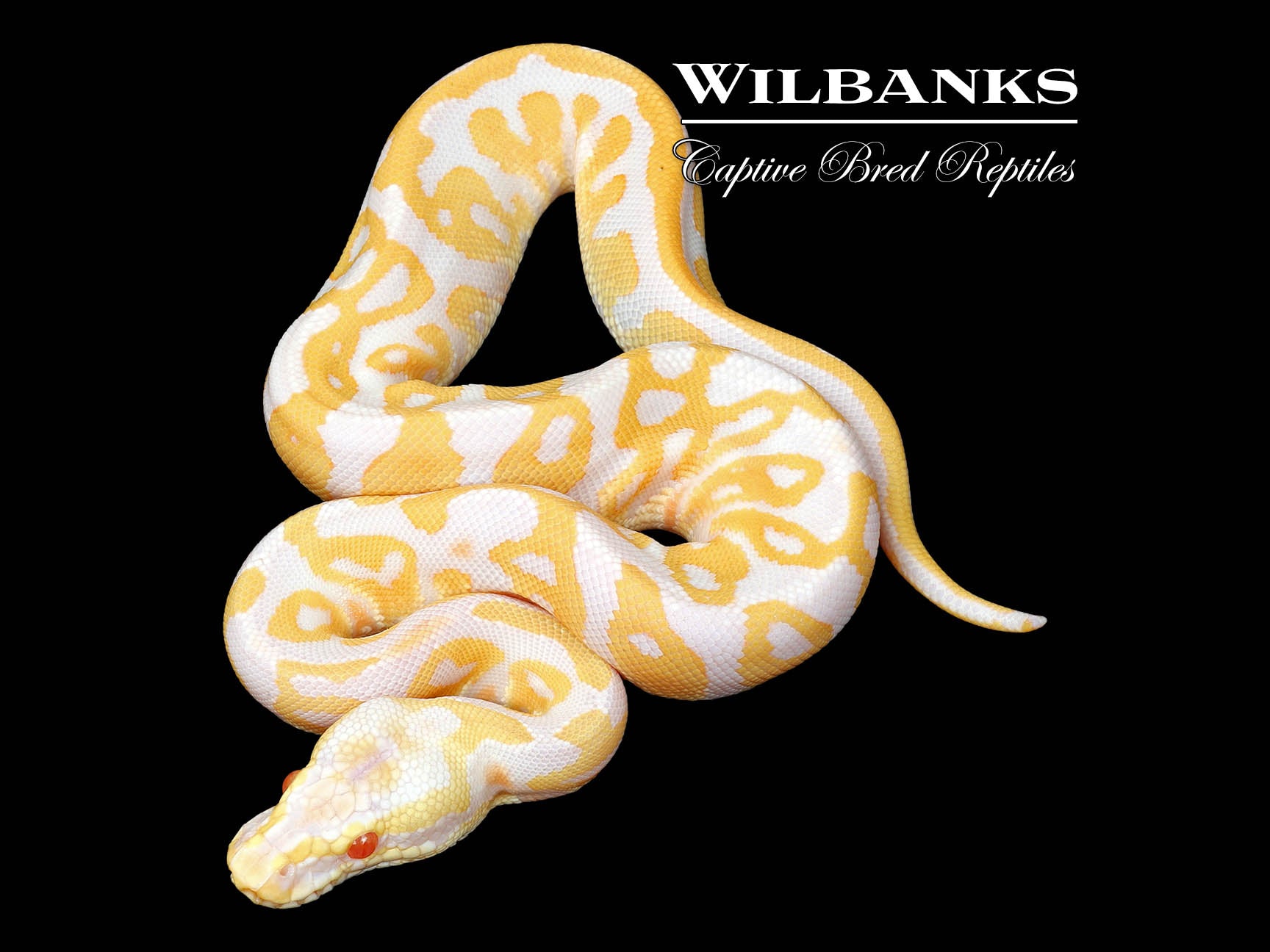 Albino Pastel Leopard Ball Python ♀ '25 – Wilbanks Captive Bred Reptiles