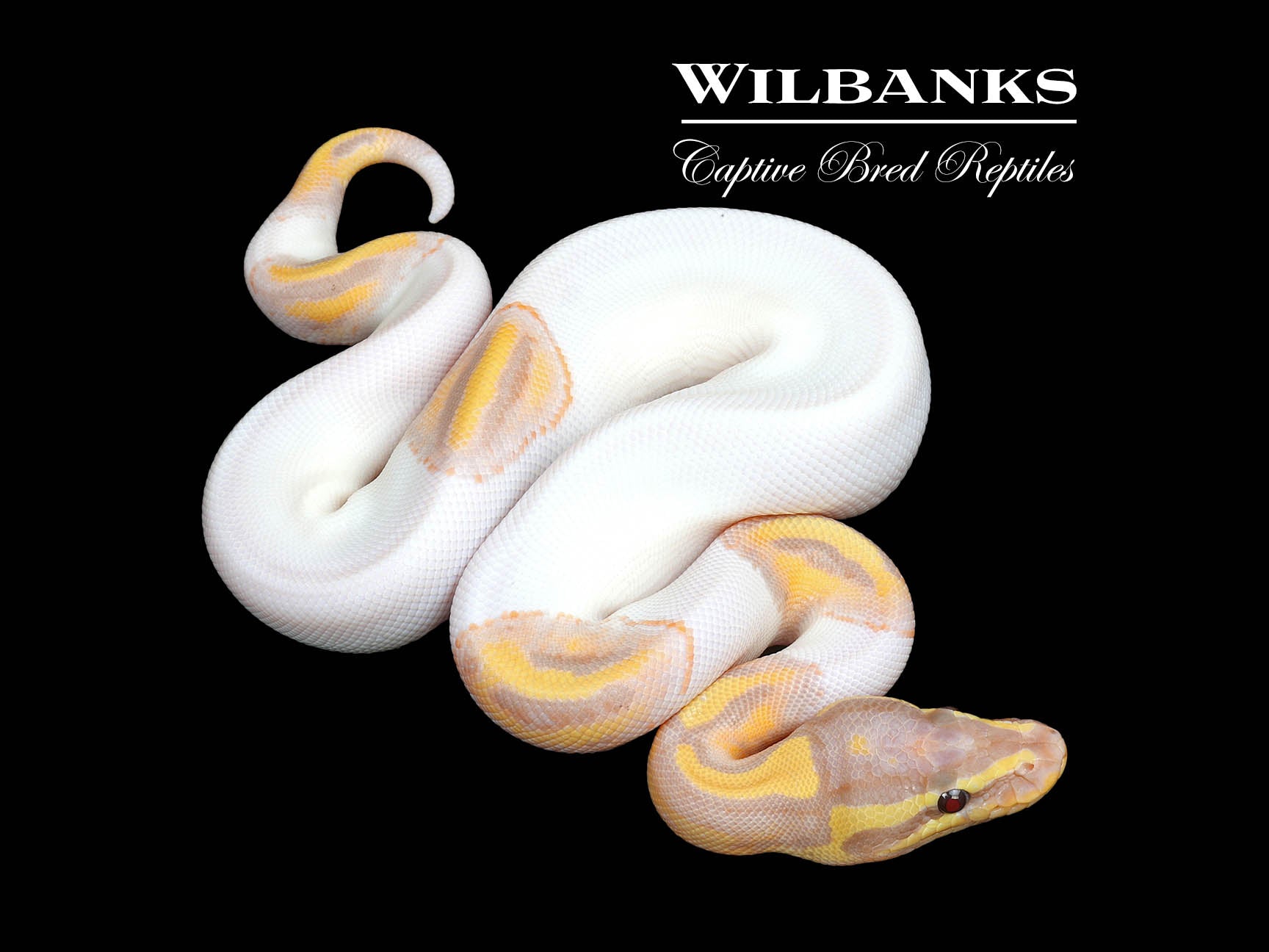 Banana Pied Ball Python ♂ '25 – Wilbanks Captive Bred Reptiles