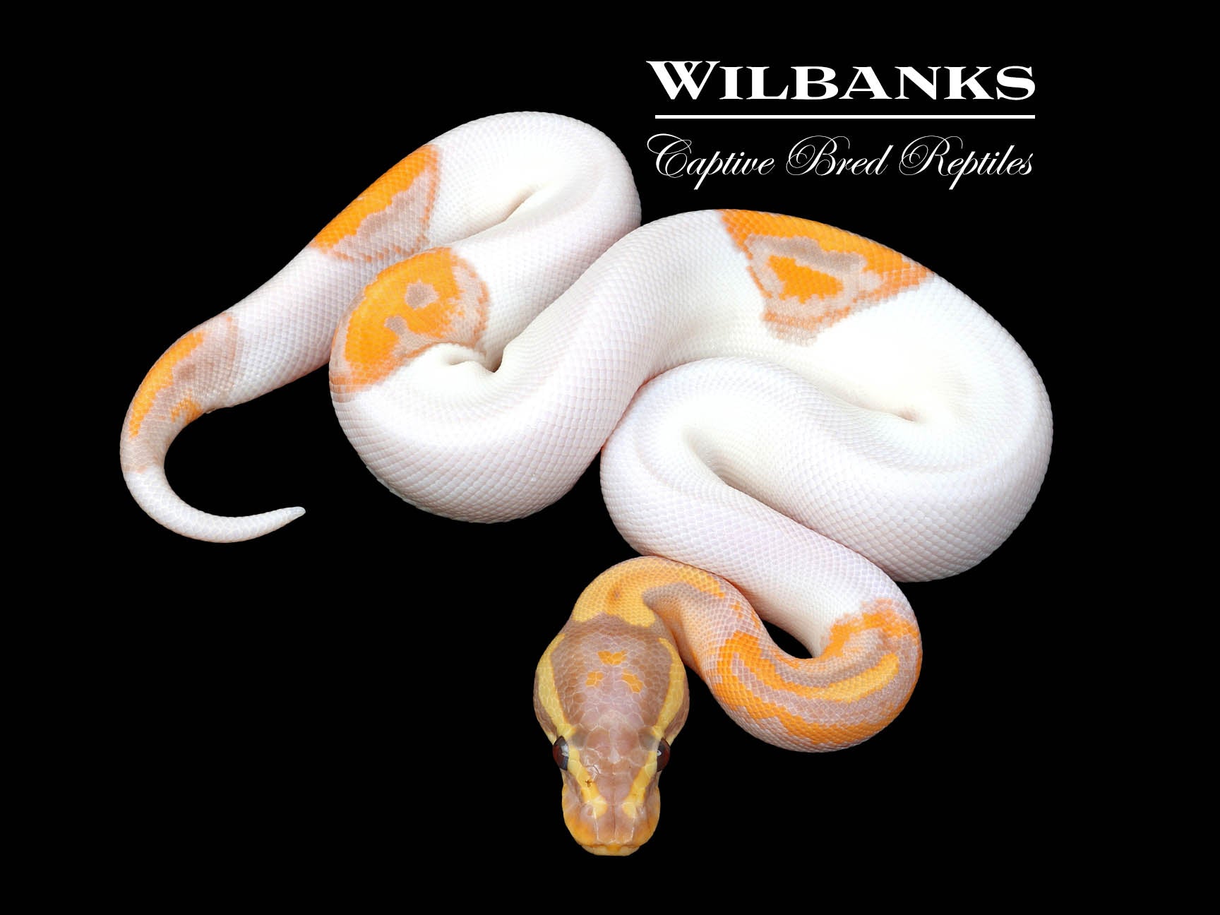 Banana Mahogany Pied Ball Python ♂ '25 – Wilbanks Captive Bred Reptiles