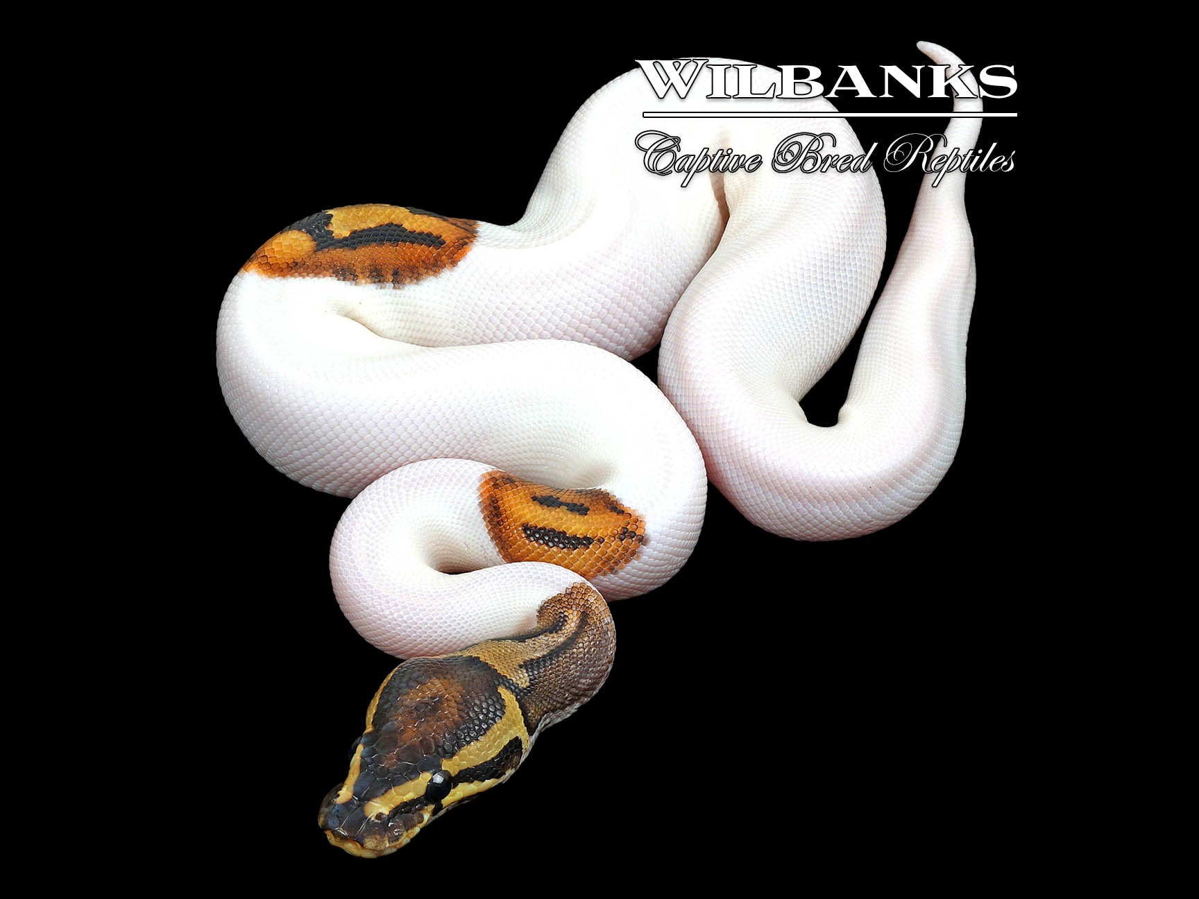 Pied Ball Python ♀ '25 – Wilbanks Captive Bred Reptiles
