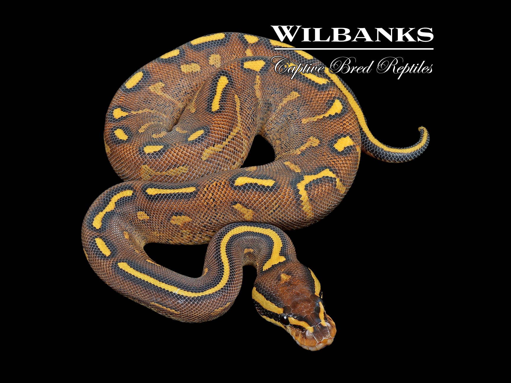 Super Gravel Ball Python ♀ '25 – Wilbanks Captive Bred Reptiles