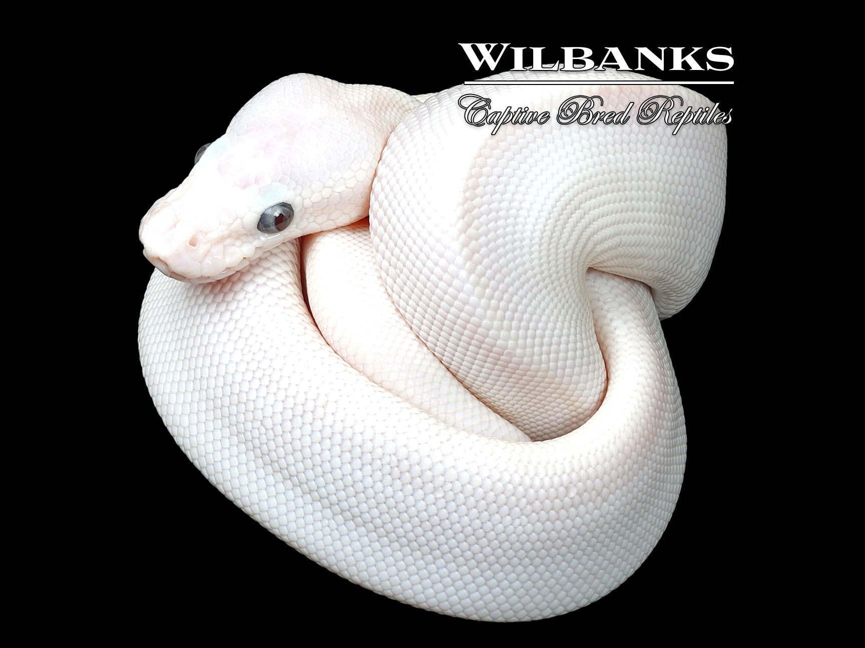Banana Blue Eyed Leucistic (Mojave Butter) Ball Python ♂ '25 – Wilbanks ...