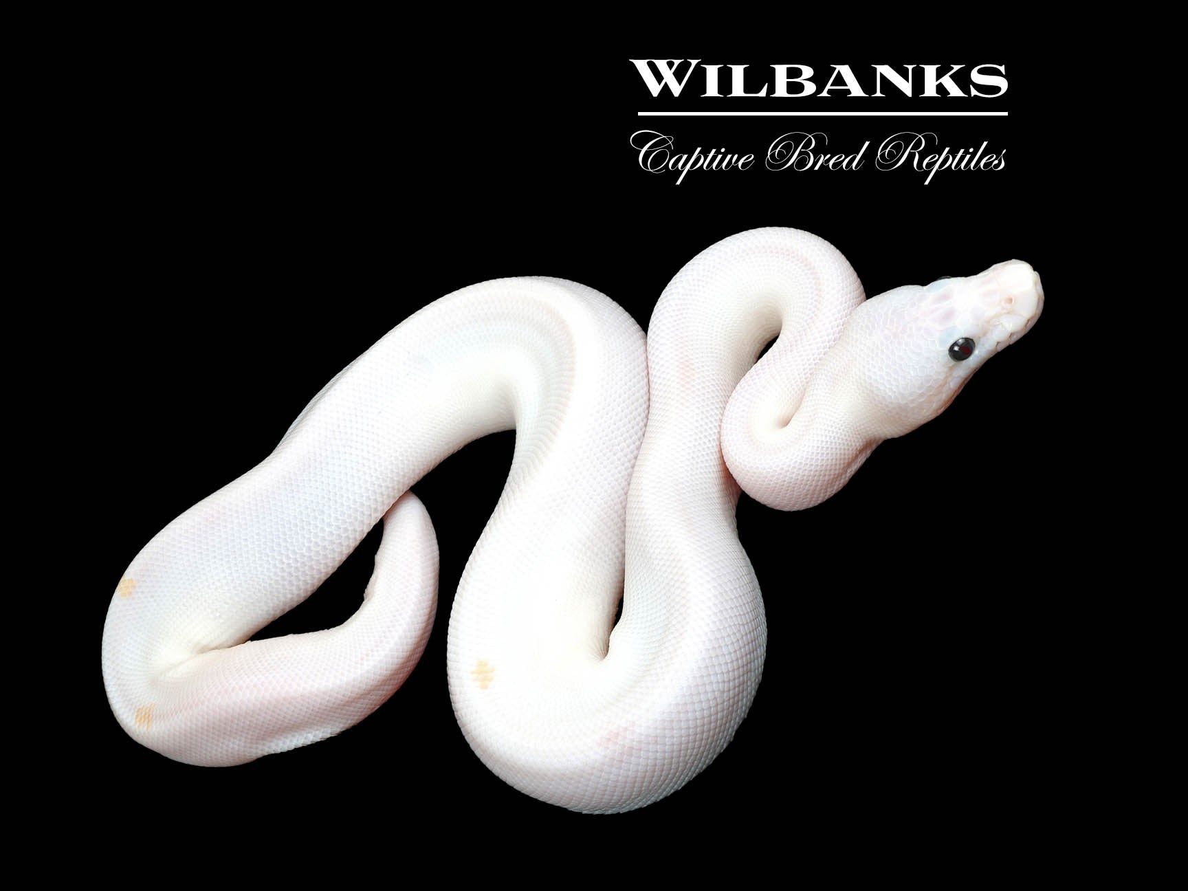Super Fire Ball Python ♀ '25 – Wilbanks Captive Bred Reptiles