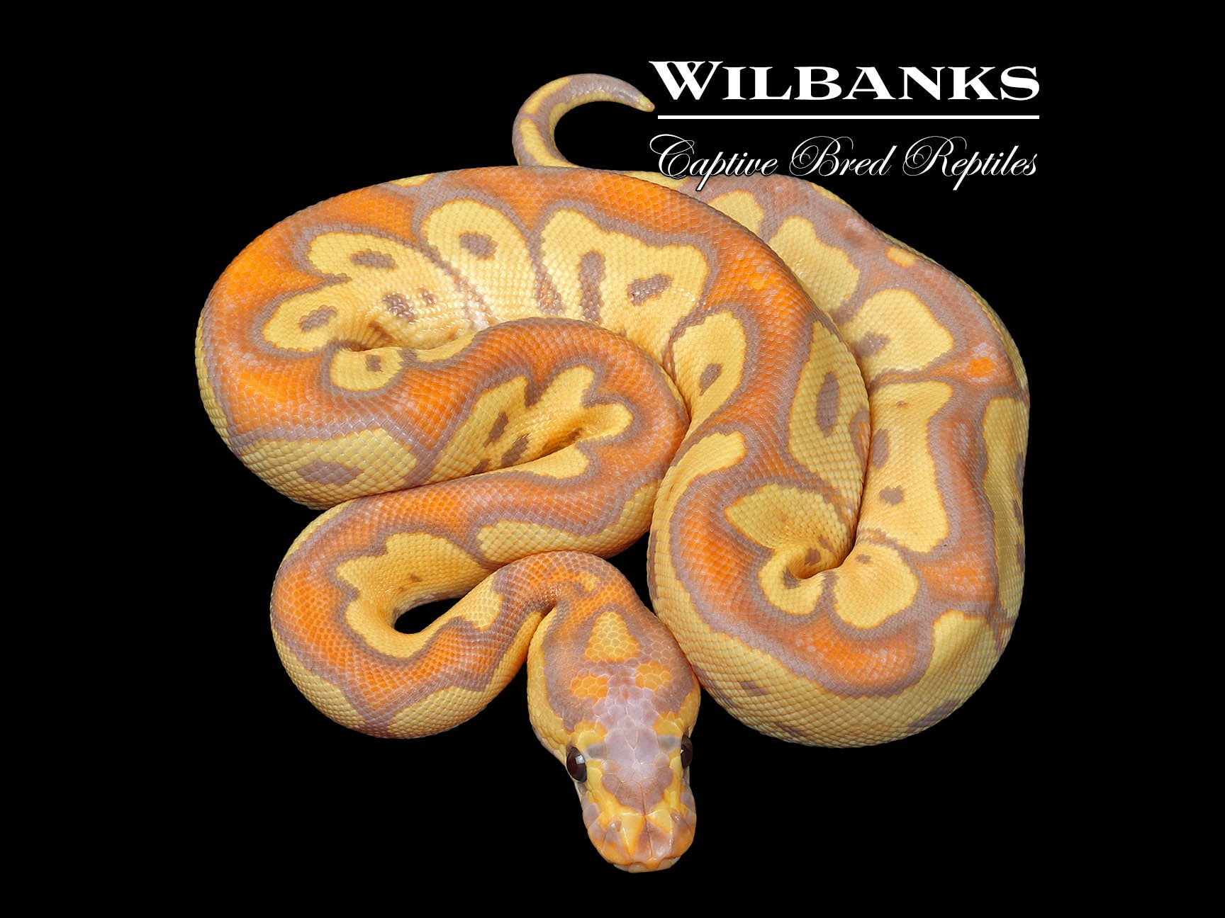 Banana Clown Ball Python ♂ '25 – Wilbanks Captive Bred Reptiles