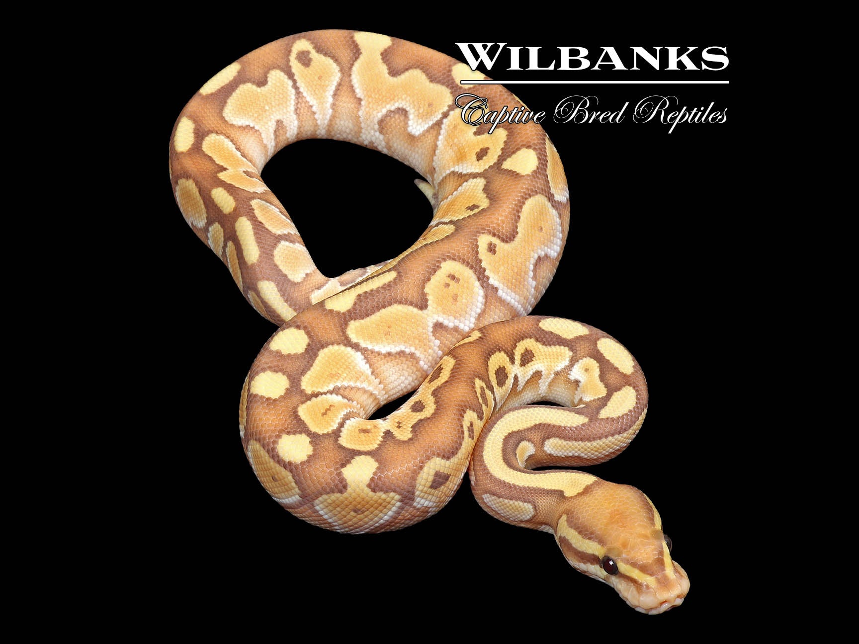 Banana Butter Ball Python ♂ '25 – Wilbanks Captive Bred Reptiles