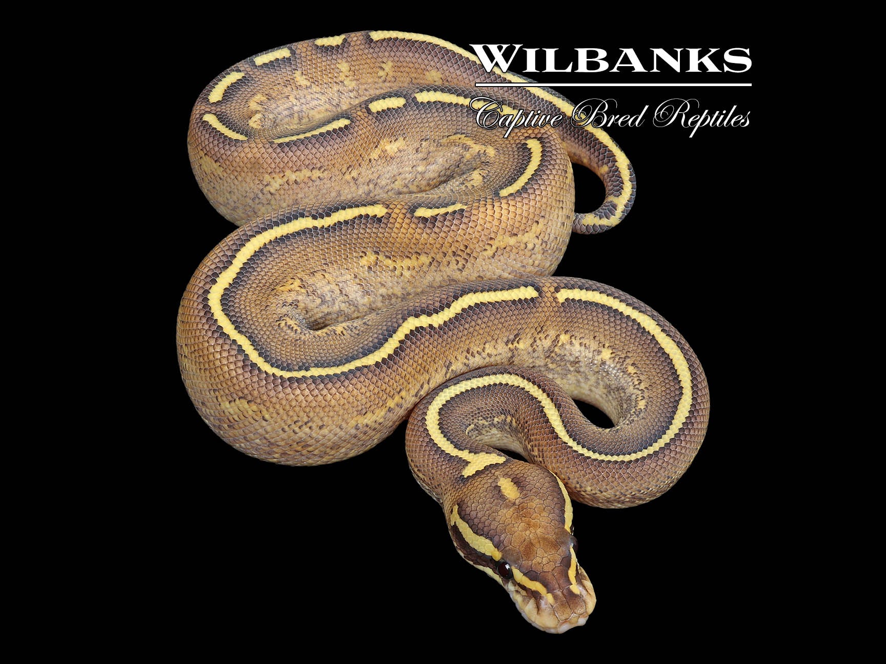 Butter Freeway Ball Python ♂ '25 – Wilbanks Captive Bred Reptiles