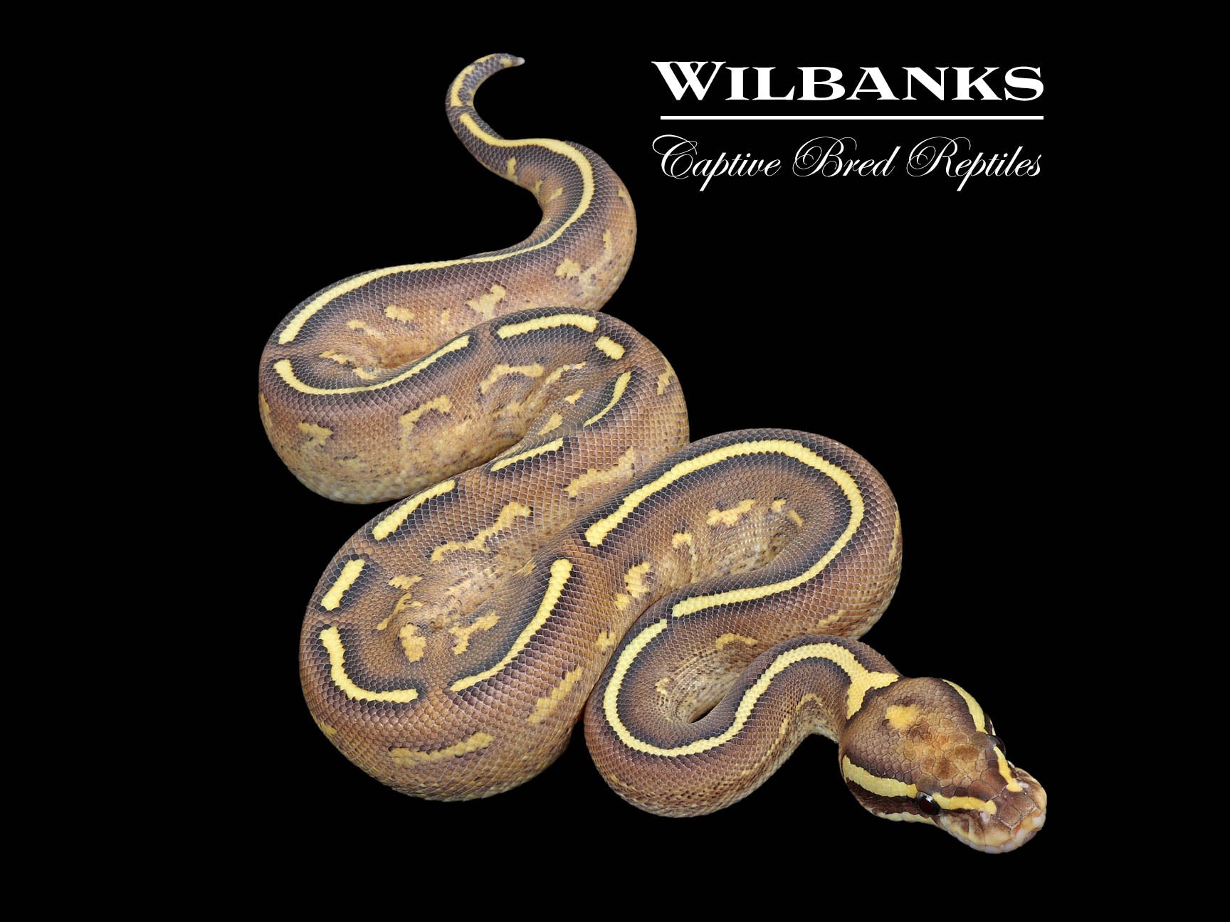 Butter Freeway Ball Python ♀ '25 – Wilbanks Captive Bred Reptiles