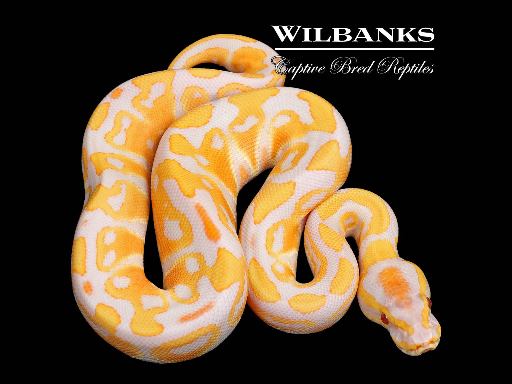 Lavender Albino Ball Python ♀ '25 – Wilbanks Captive Bred Reptiles