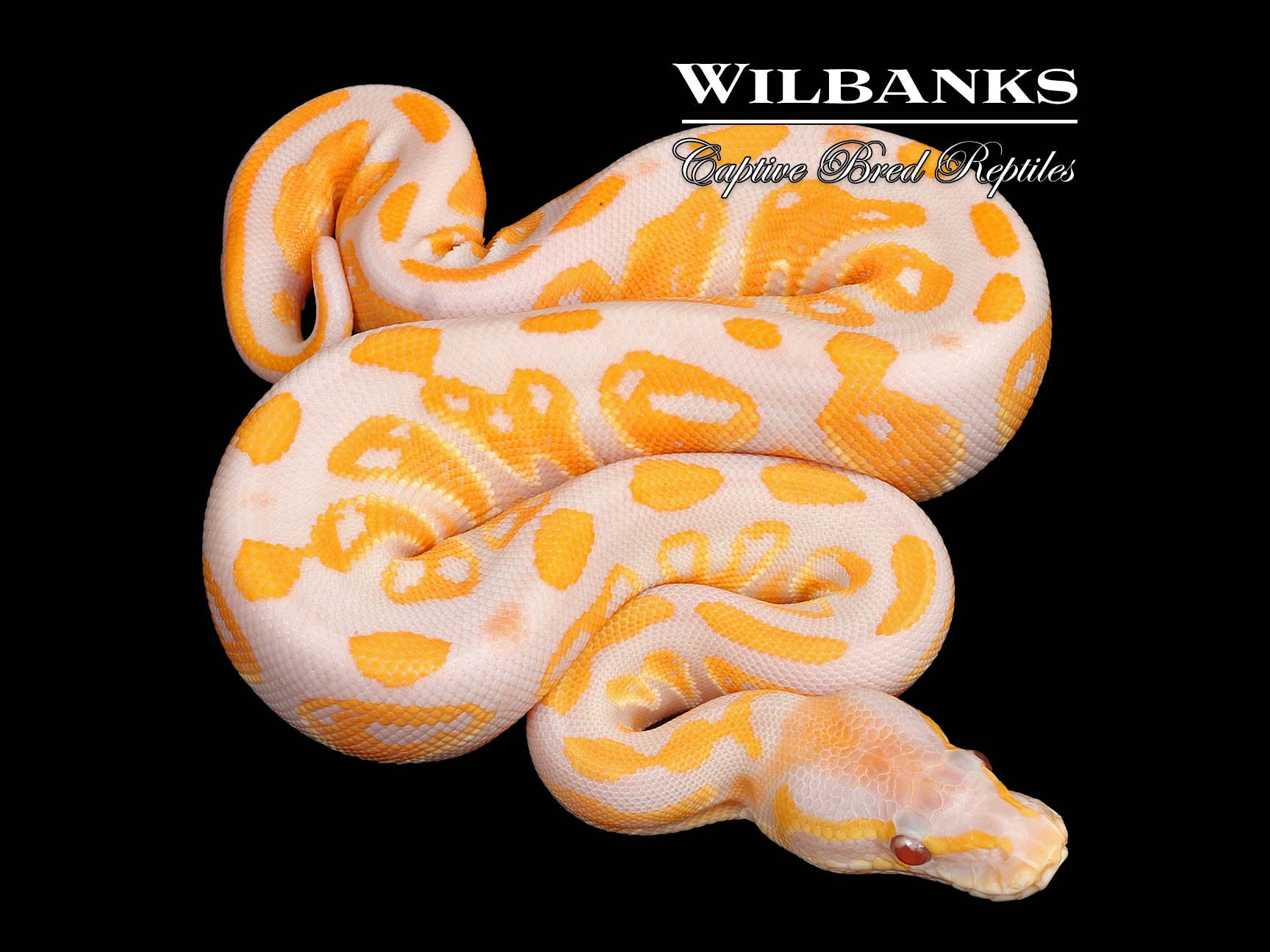 Lavender Albino Blackhead 100% Het. Pied Ball Python ♀ '25 – Wilbanks ...