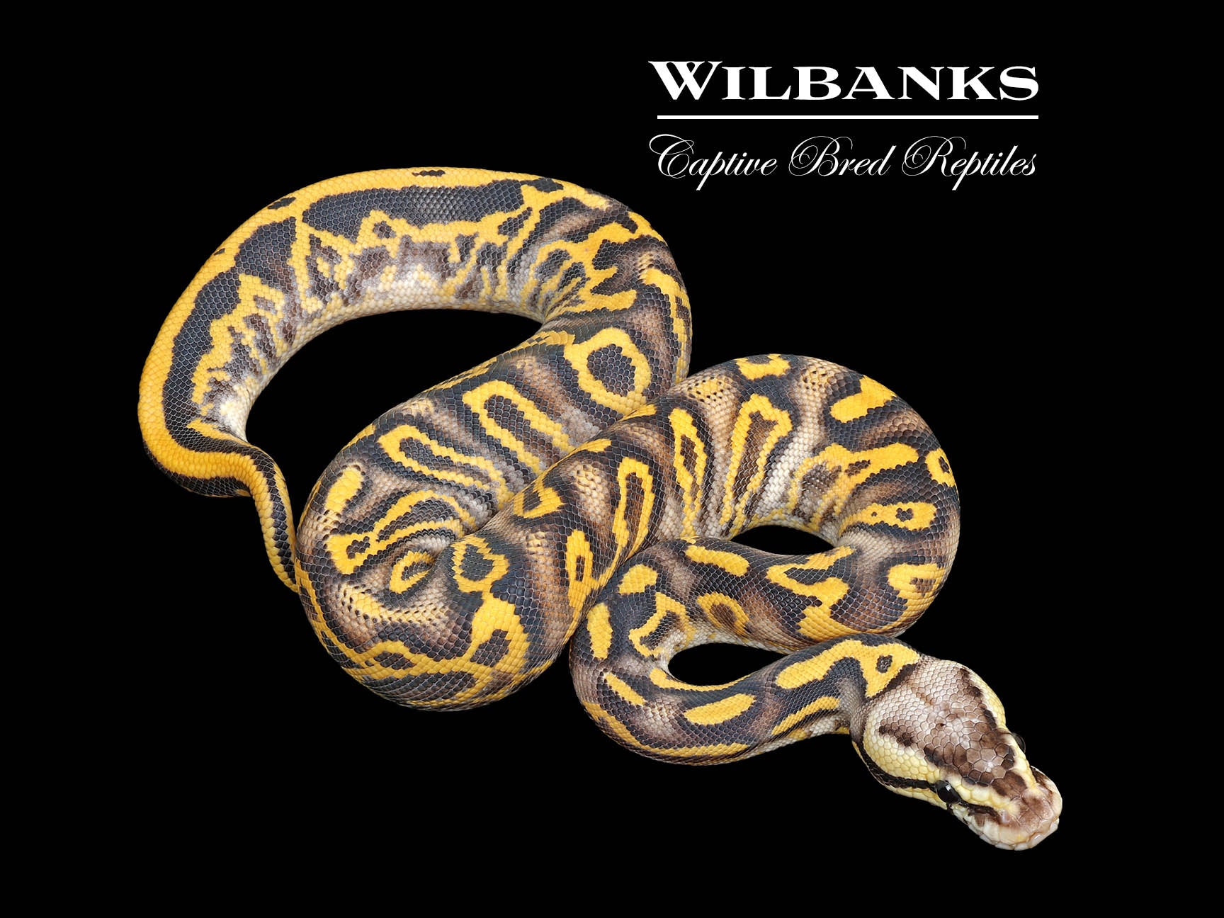Super Gravel Pastel Leopard Ball Python ♀ '25 – Wilbanks Captive Bred ...