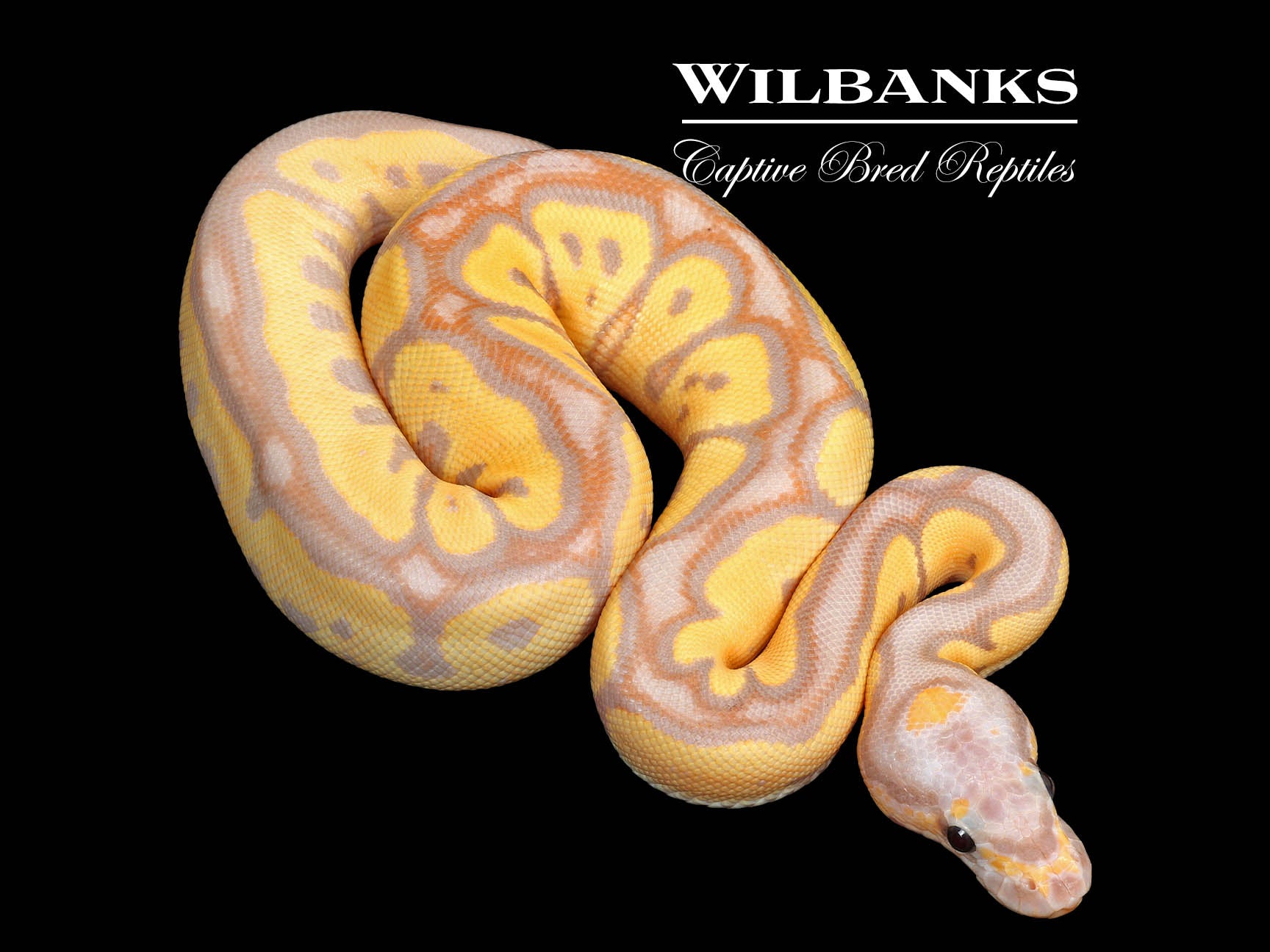 Banana Clown Ball Python ♂ '25 – Wilbanks Captive Bred Reptiles