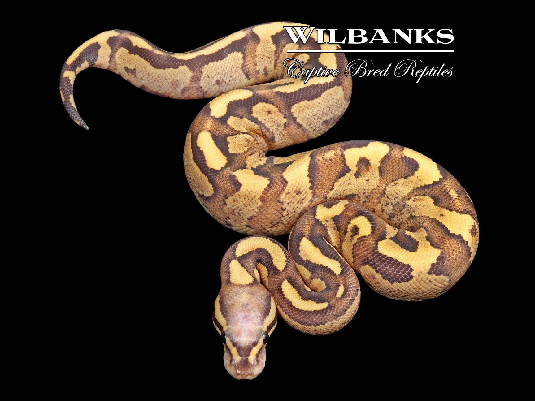 Vanilla Cream Ball Python ♂ '25 – Wilbanks Captive Bred Reptiles