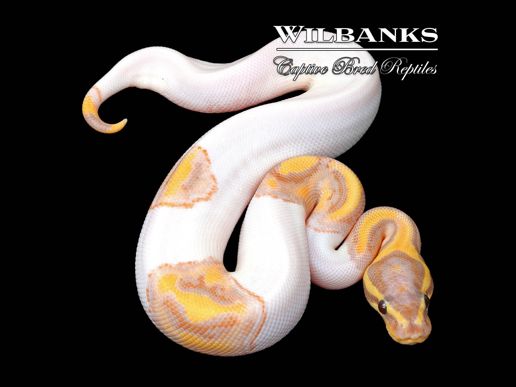 Banana Pied Ball Python ♂ '25 – Wilbanks Captive Bred Reptiles