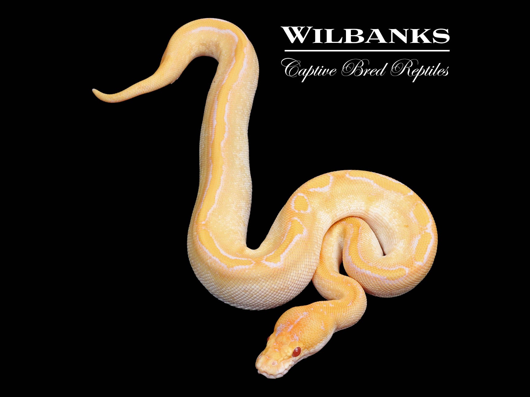 Lavender Albino Champagne Ball Python ♀ '25 – Wilbanks Captive Bred ...