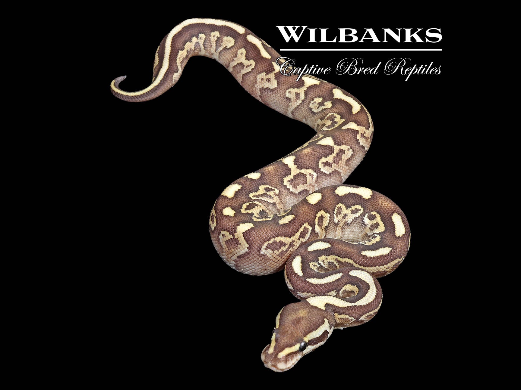 Nuclear Sable Ball Python ♂ '25 – Wilbanks Captive Bred Reptiles