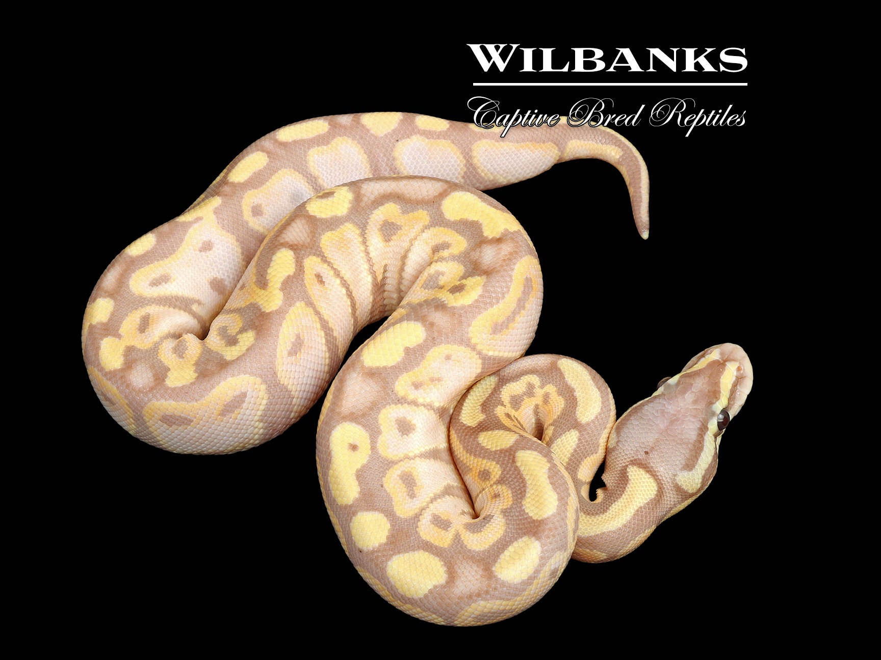 Banana Pastel 100% Het. Sunset Ball Python ♀ '25 – Wilbanks Captive ...