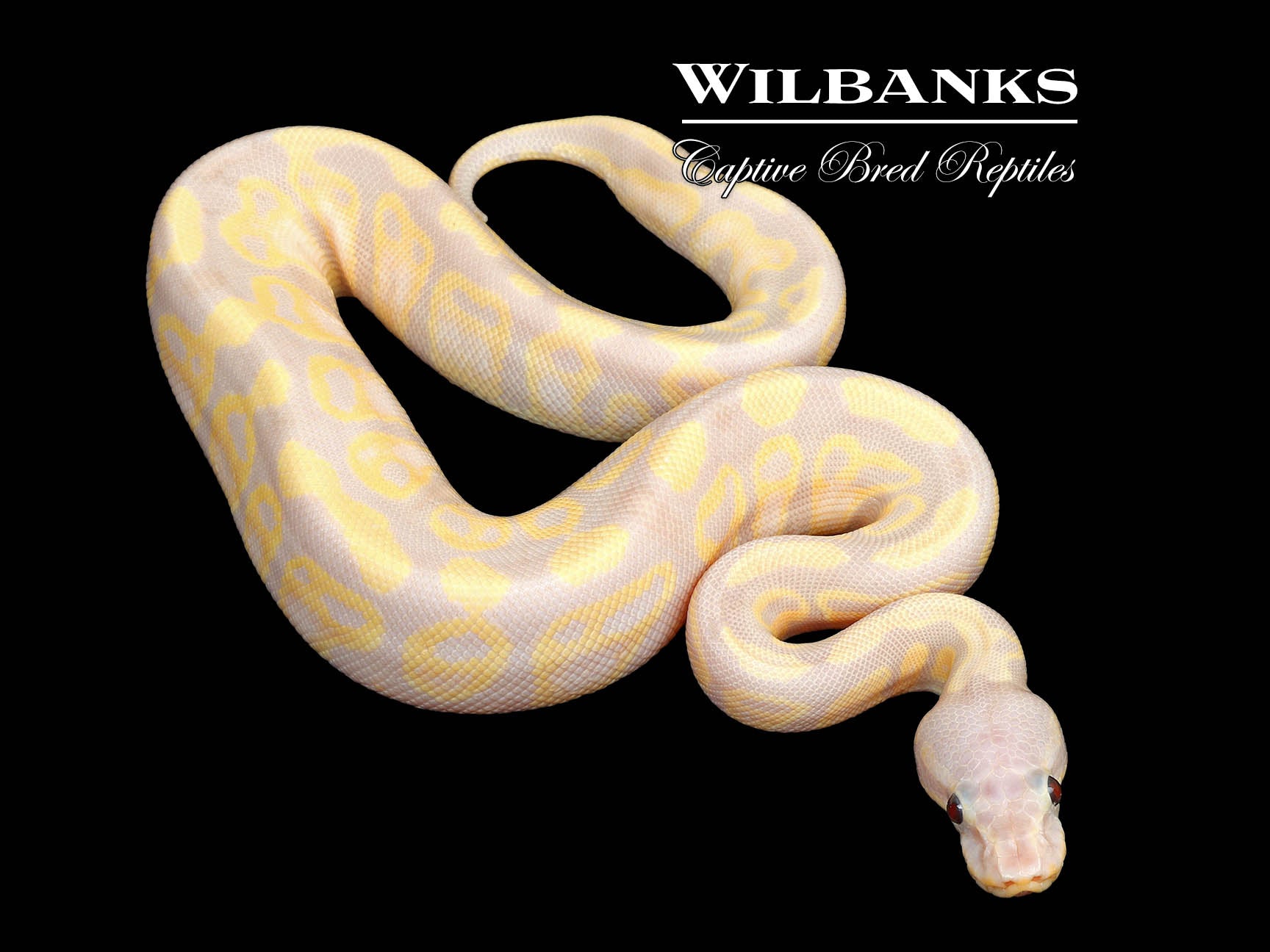 Super Banana 100% Het. Pied Ball Python ♀ '25 – Wilbanks Captive Bred ...