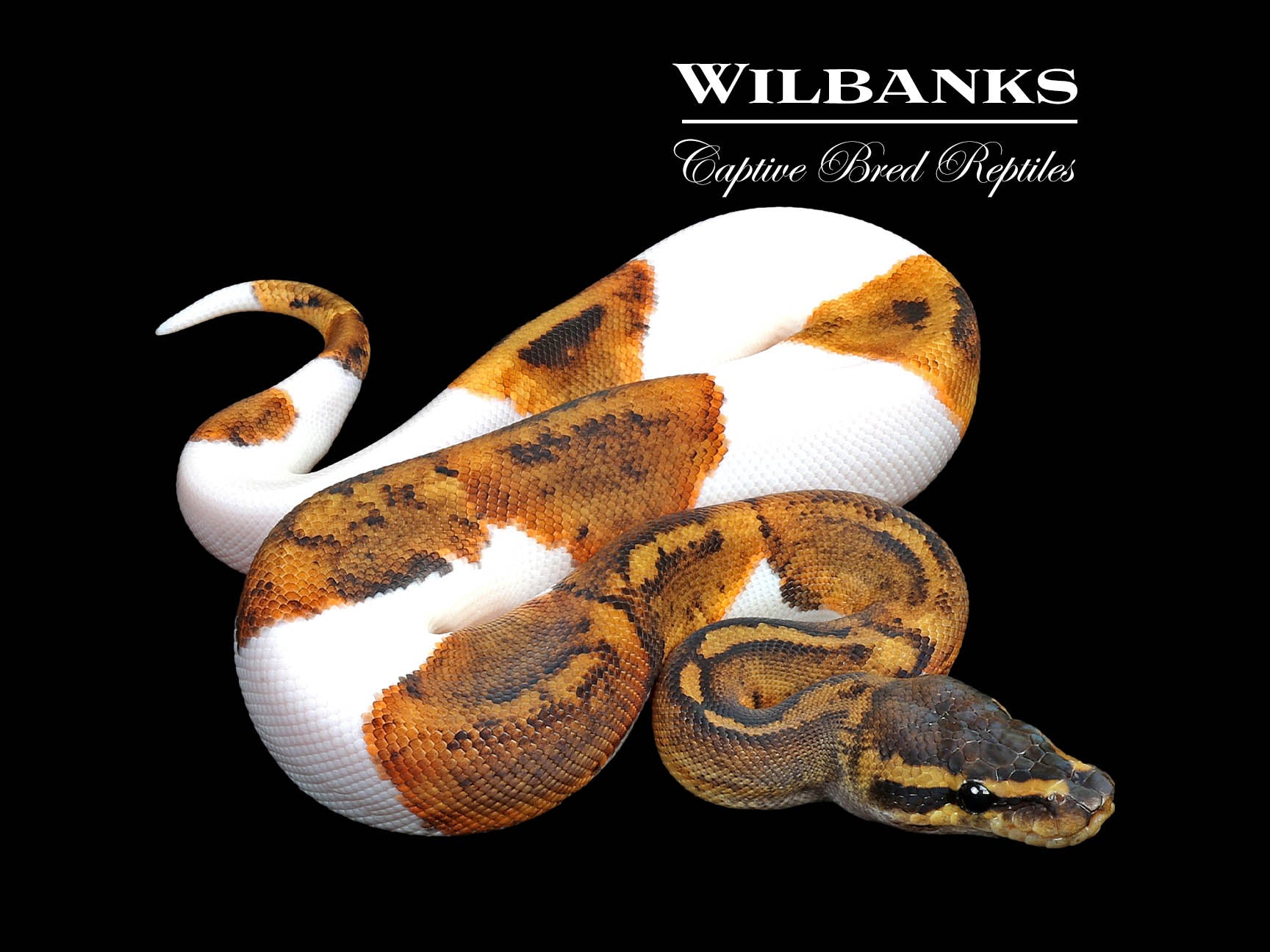 Mahogany Pied Ball Python ♂ '25 – Wilbanks Captive Bred Reptiles