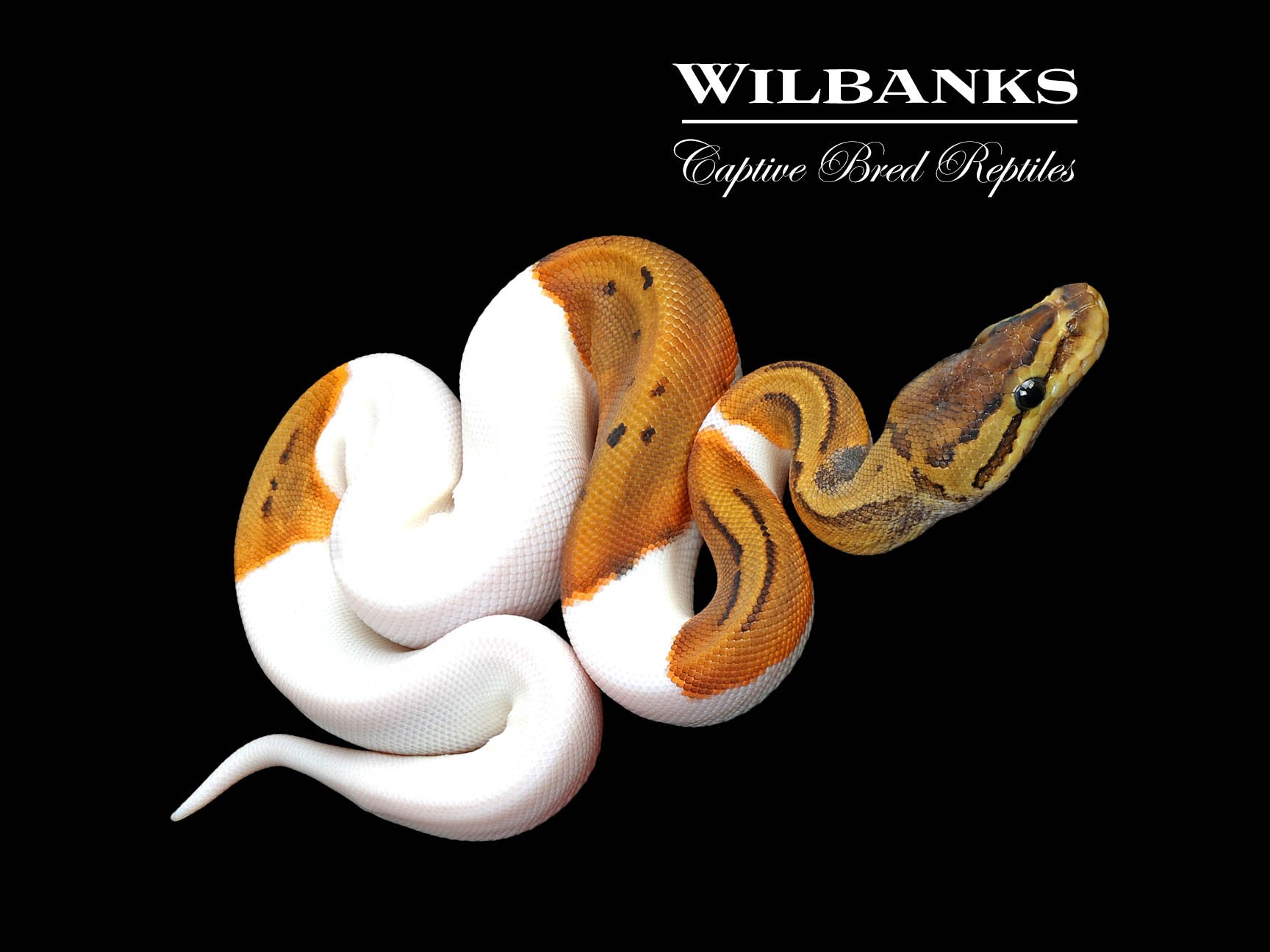 Pinstripe Pied Ball Python ♀ '25 – Wilbanks Captive Bred Reptiles
