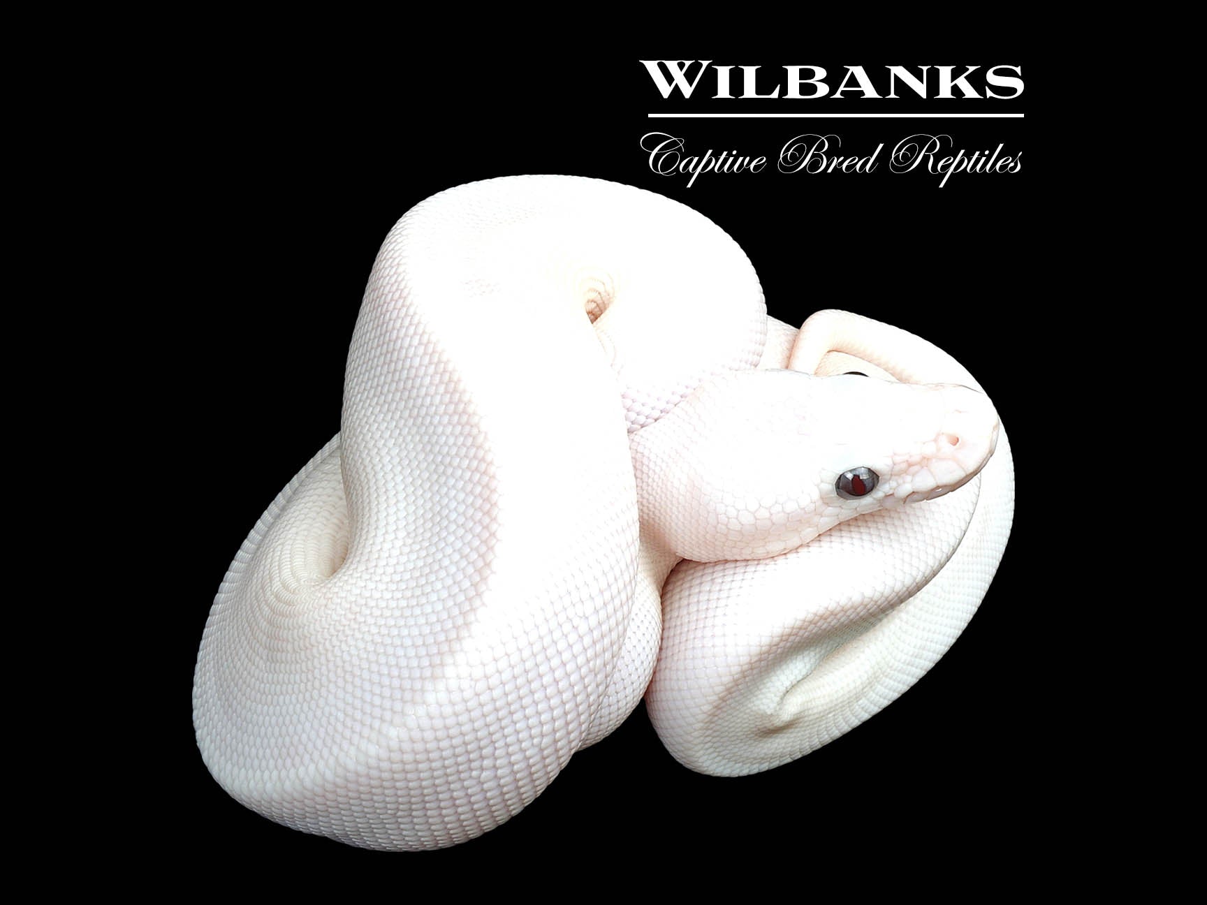 Banana Blue Eyed Leucistic (Mojave Butter) Ball Python ♂ '25 – Wilbanks ...