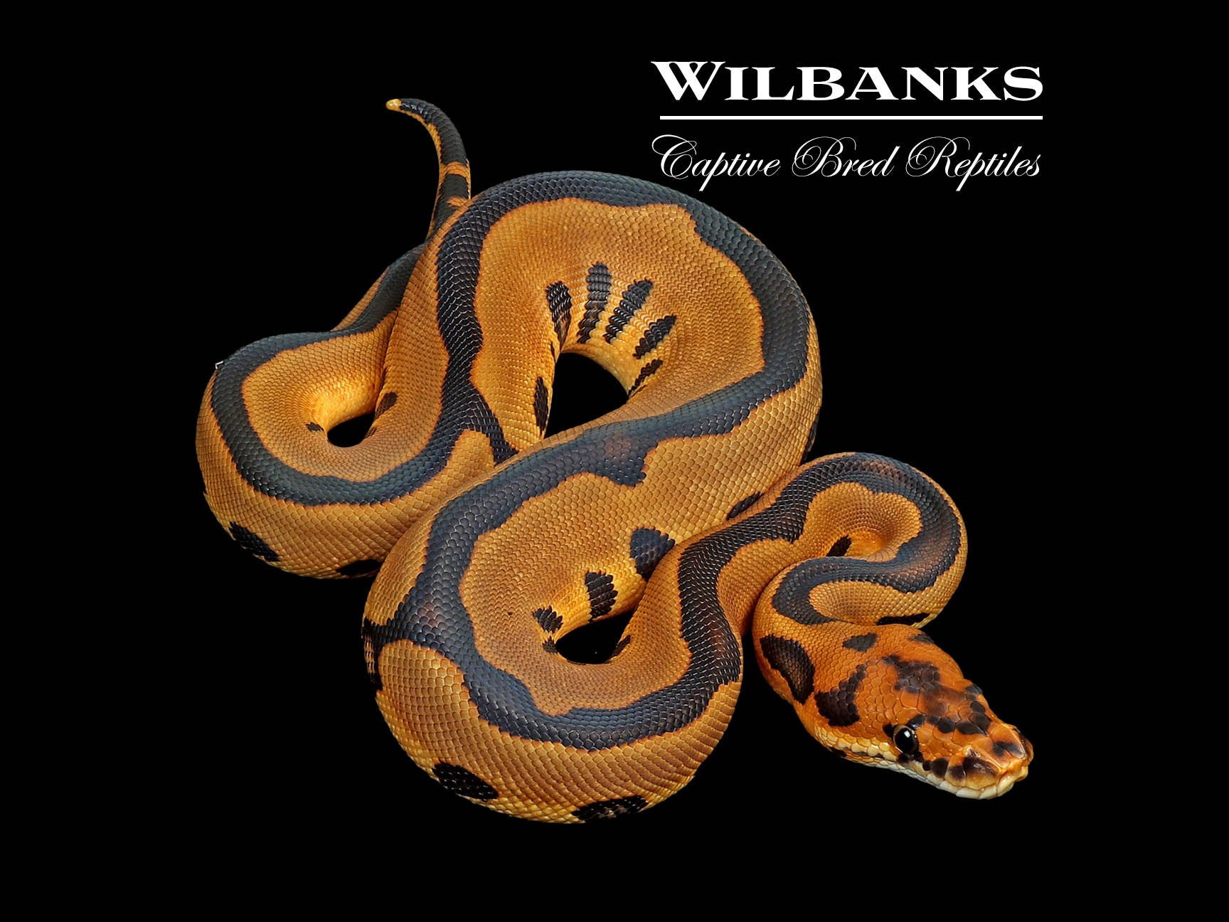 Enchi Leopard Clown Ball Python ♀ '25 – Wilbanks Captive Bred Reptiles
