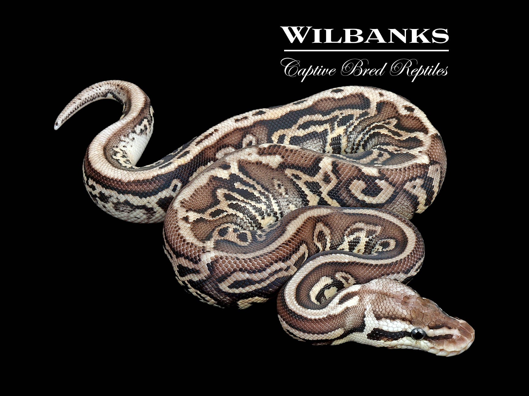 Leopard Pewter Fire 100% Het. Clown Ball Python ♂ '25 – Wilbanks ...