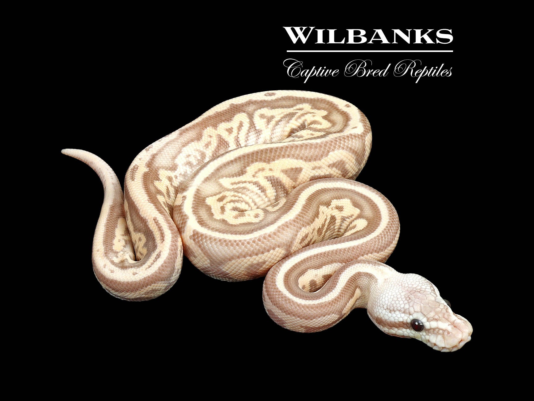 Banana Blackhead Leopard Pewter Ball Python ♂ '25 – Wilbanks Captive ...