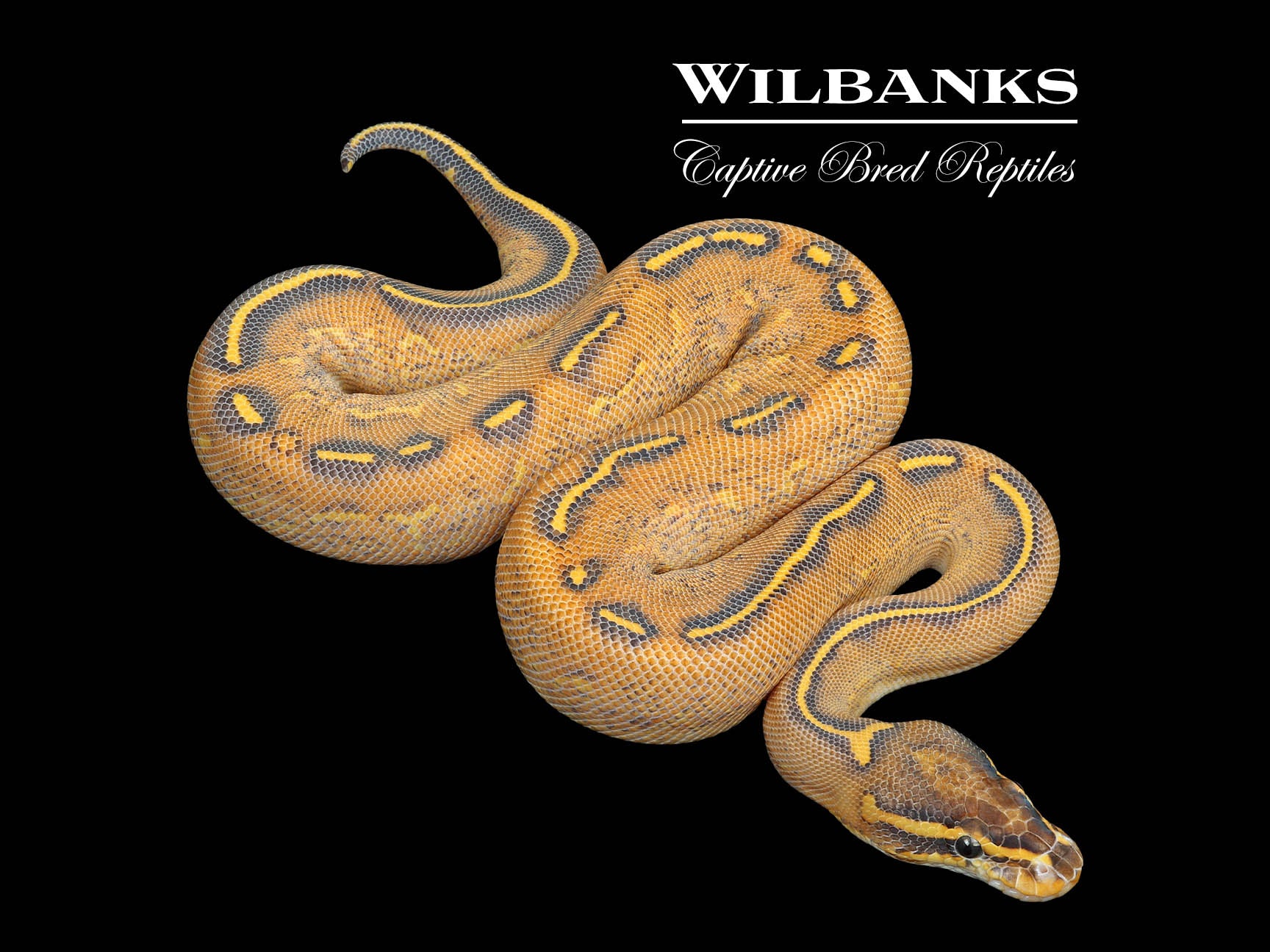Highway Ball Python ♀ '25 – Wilbanks Captive Bred Reptiles