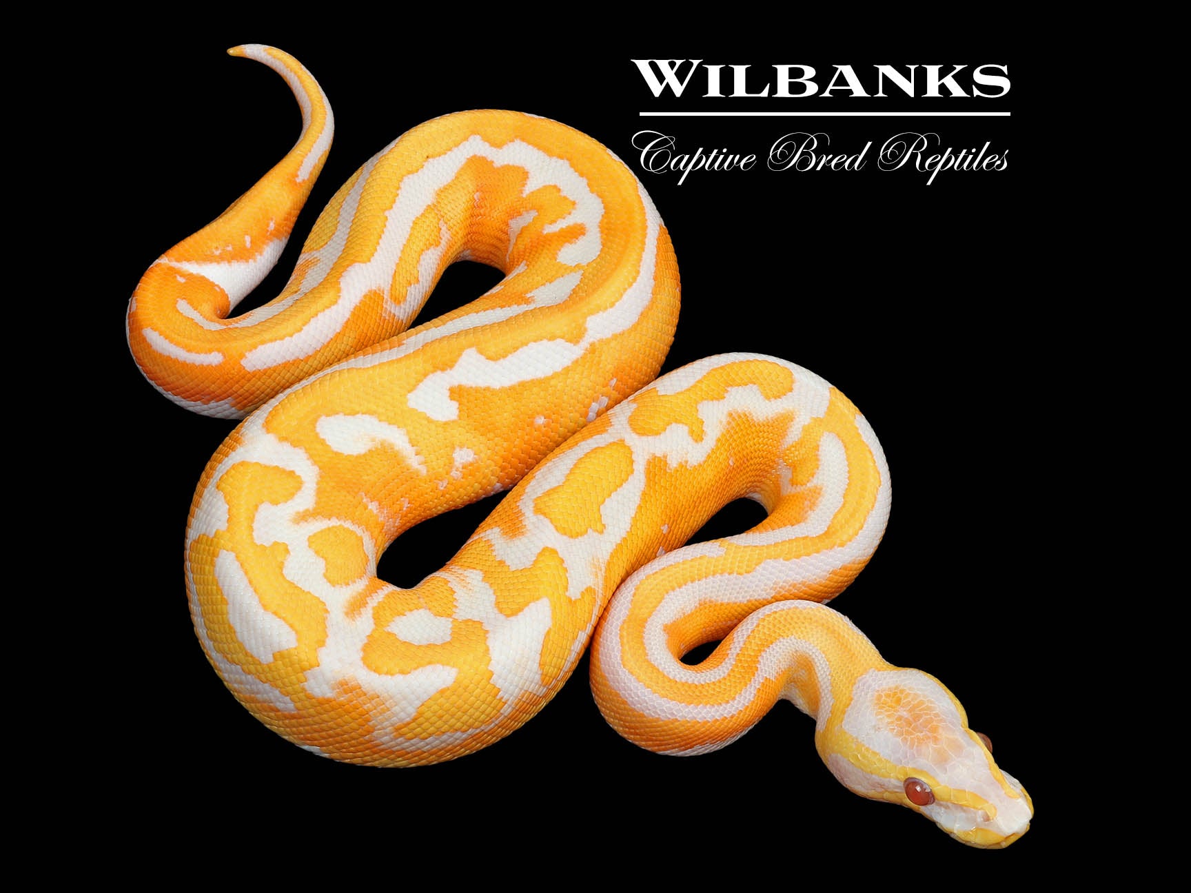 Dreamsicle Lavender Pied Ball Python ♂ '25 – Wilbanks Captive Bred Reptiles