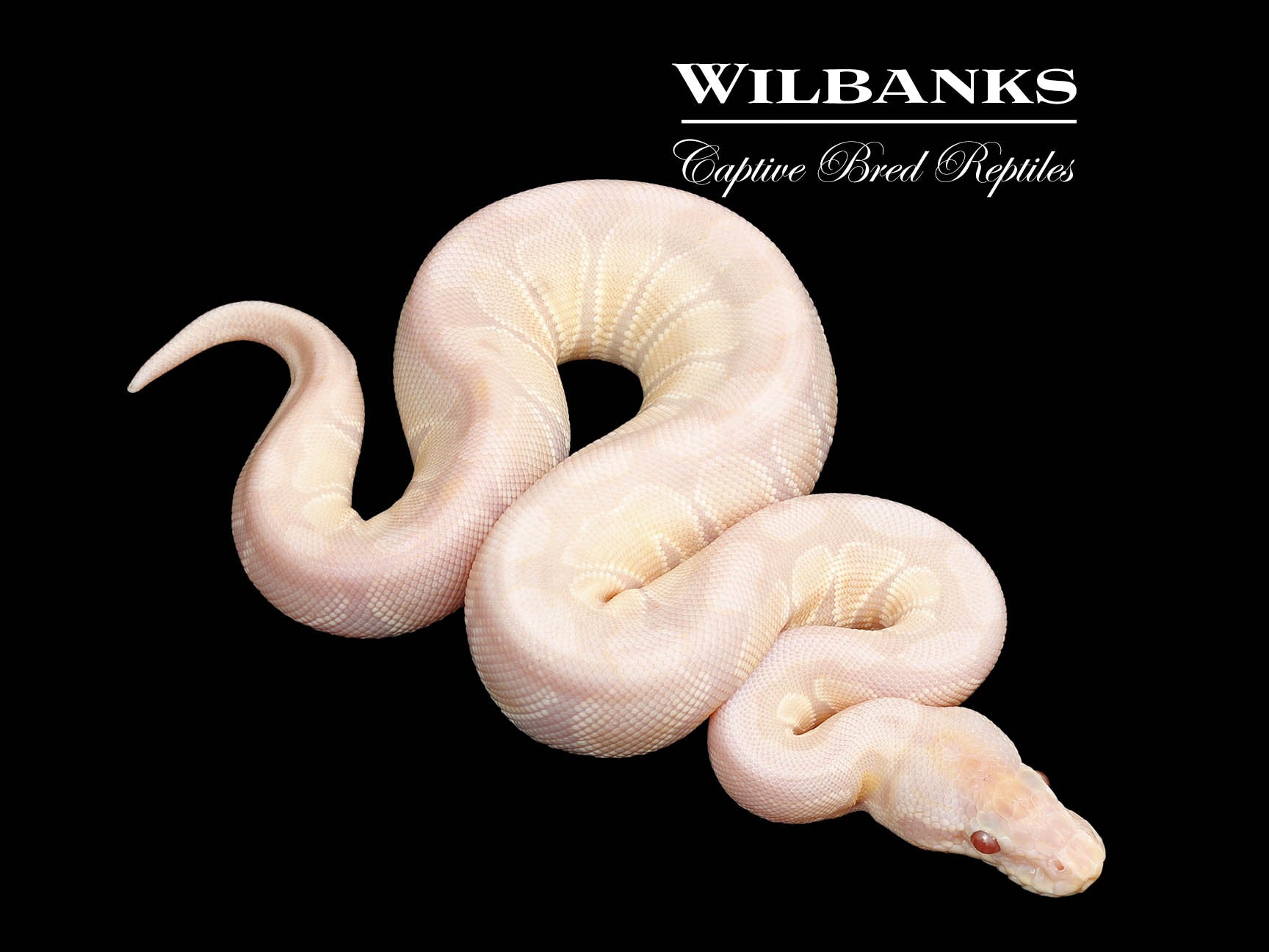 Lavender Snow Ball Python ♀ '25 – Wilbanks Captive Bred Reptiles
