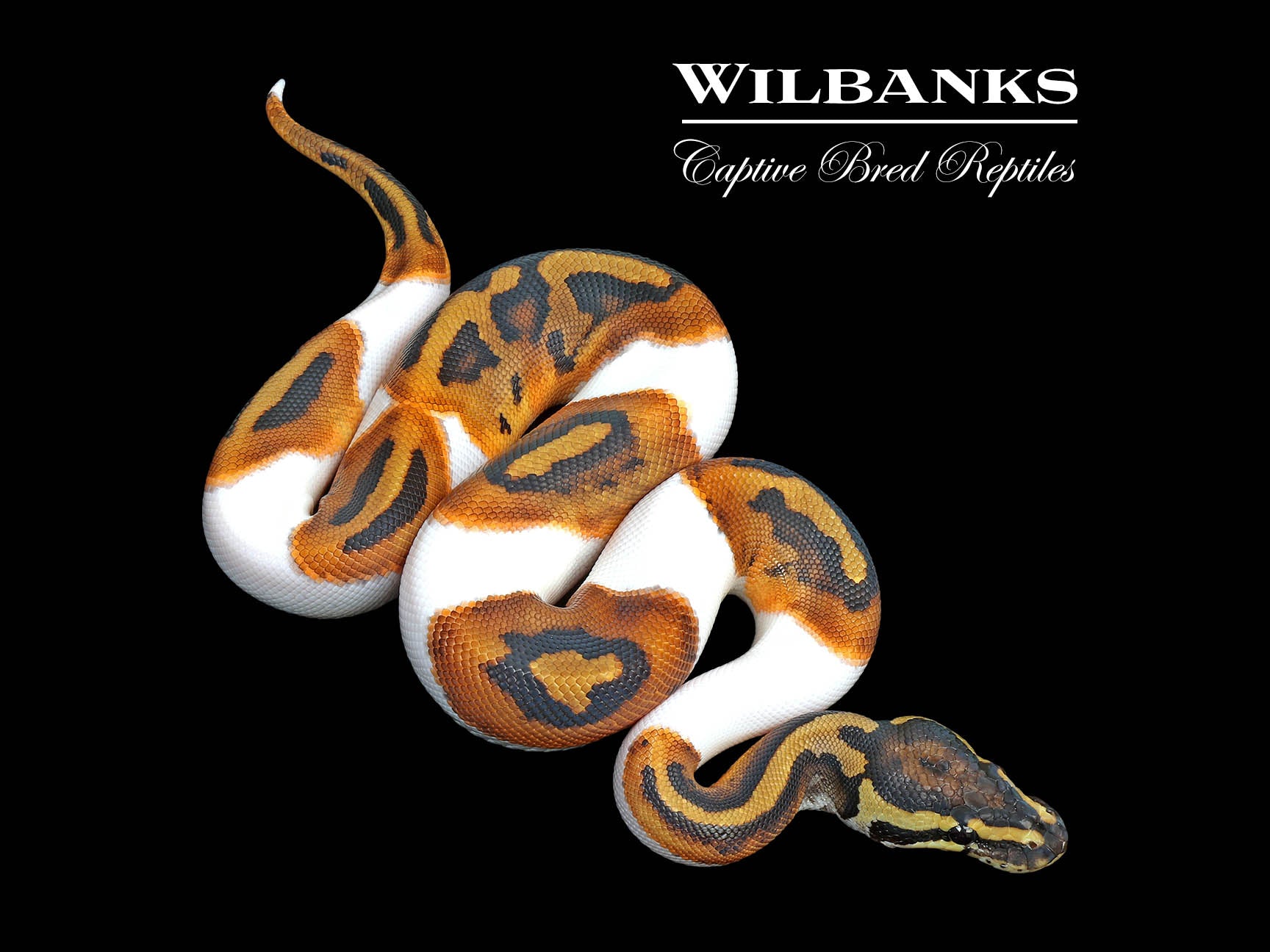 Pied Ball Python ♂ '25 – Wilbanks Captive Bred Reptiles