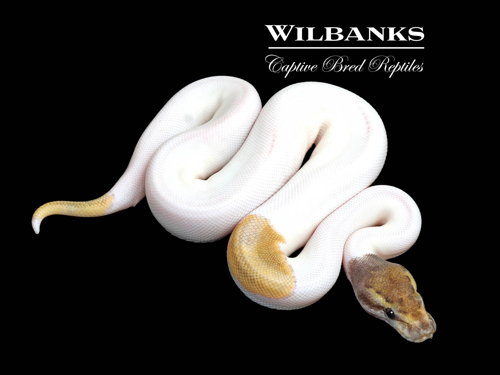 Mojave Pied Ball Python ♂ '25 – Wilbanks Captive Bred Reptiles