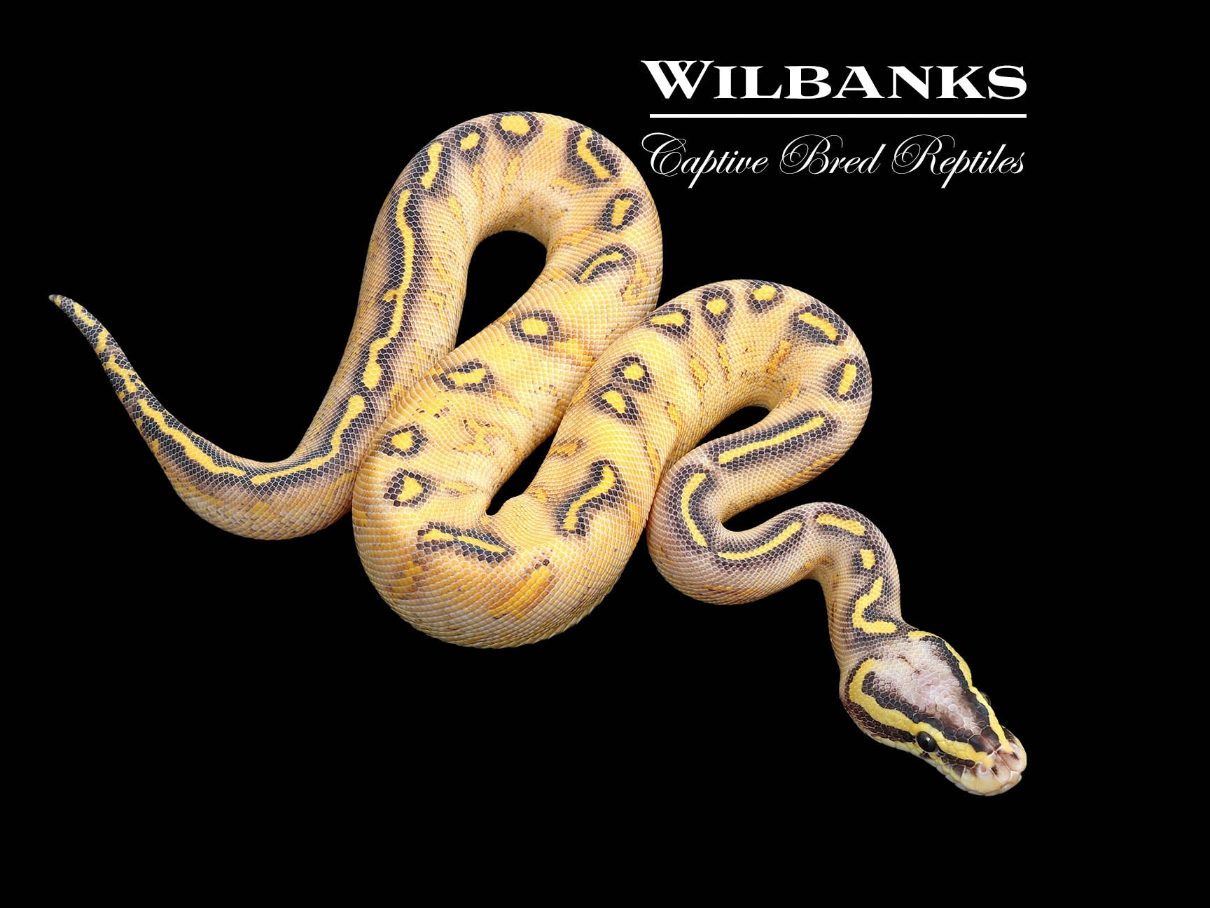 Pastel Highway Ball Python ♂ '25 – Wilbanks Captive Bred Reptiles