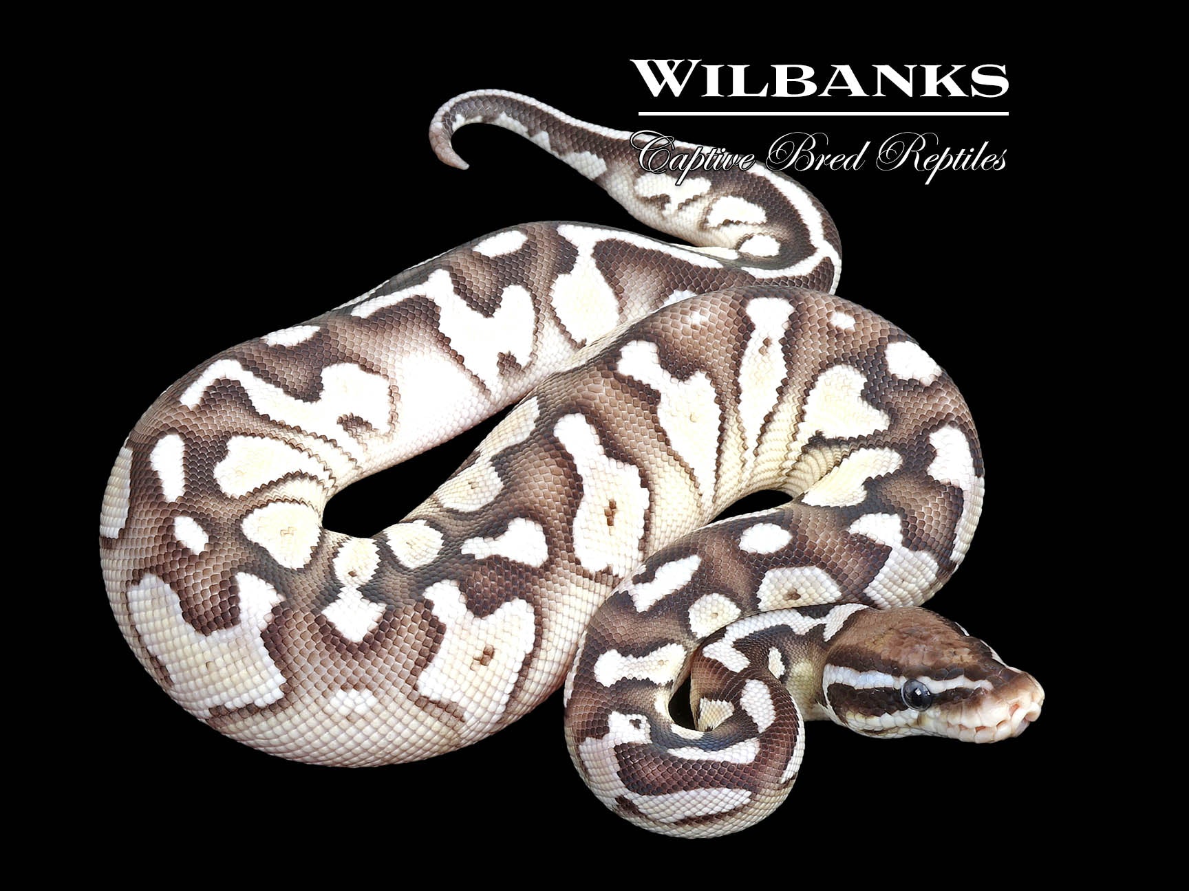 Pastel Orange Dream Axanthic (VPI) Lesser Ball Python ♂ '25 – Wilbanks ...