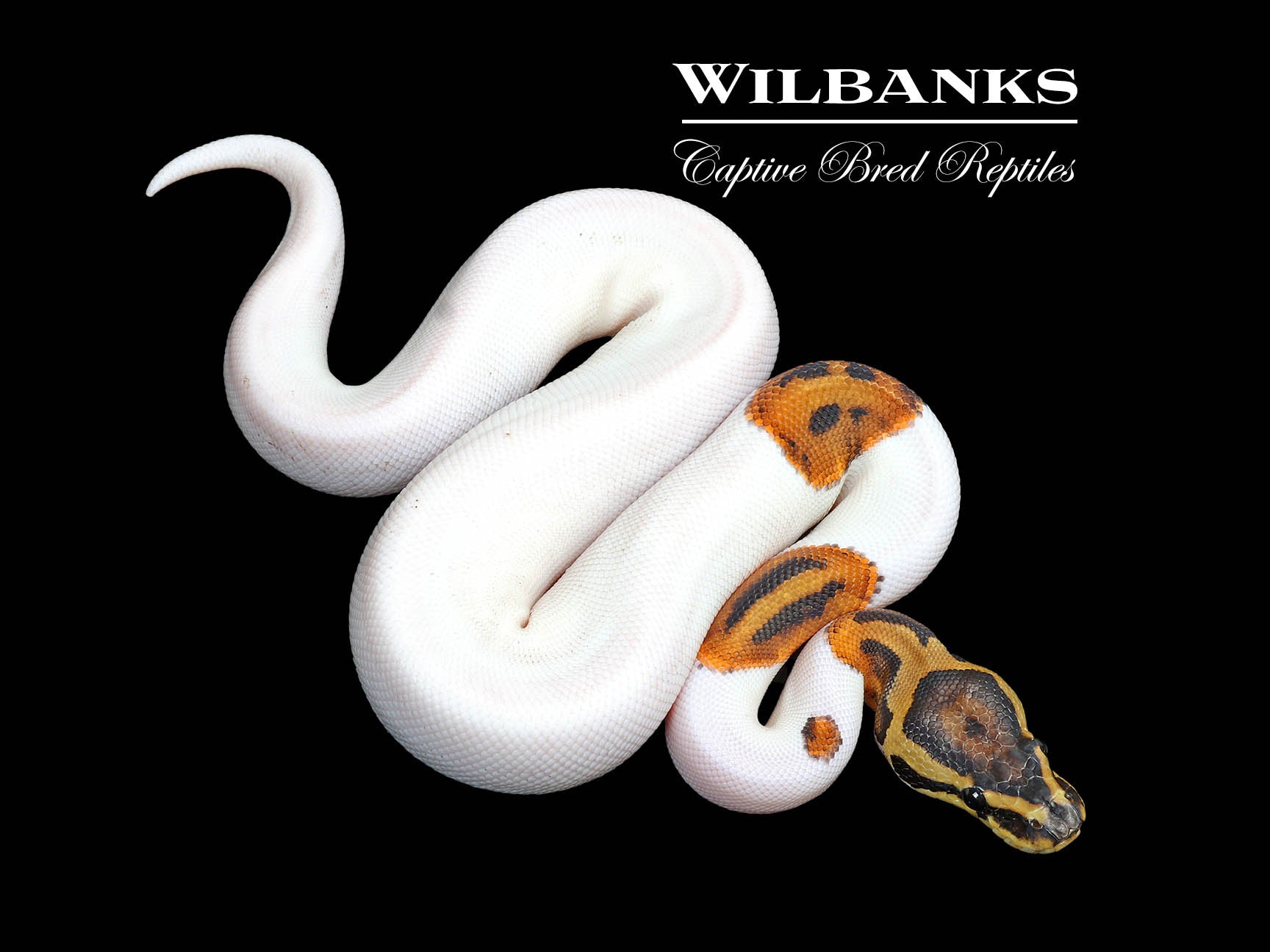 Pied Ball Python ♀ '25 – Wilbanks Captive Bred Reptiles