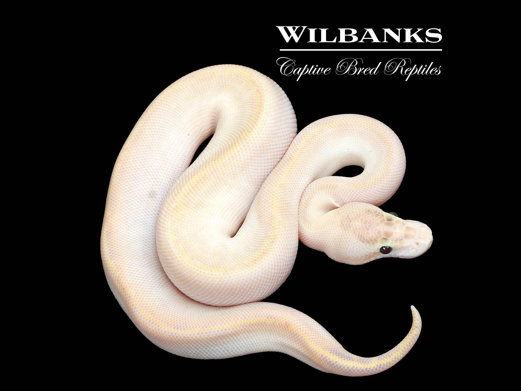 Ivory Ball Python ♂ '25 – Wilbanks Captive Bred Reptiles