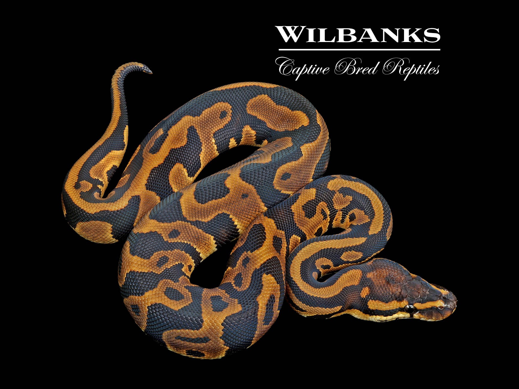 Leopard 100% DH Lavender Clown Ball Python ♀ '25 – Wilbanks Captive ...
