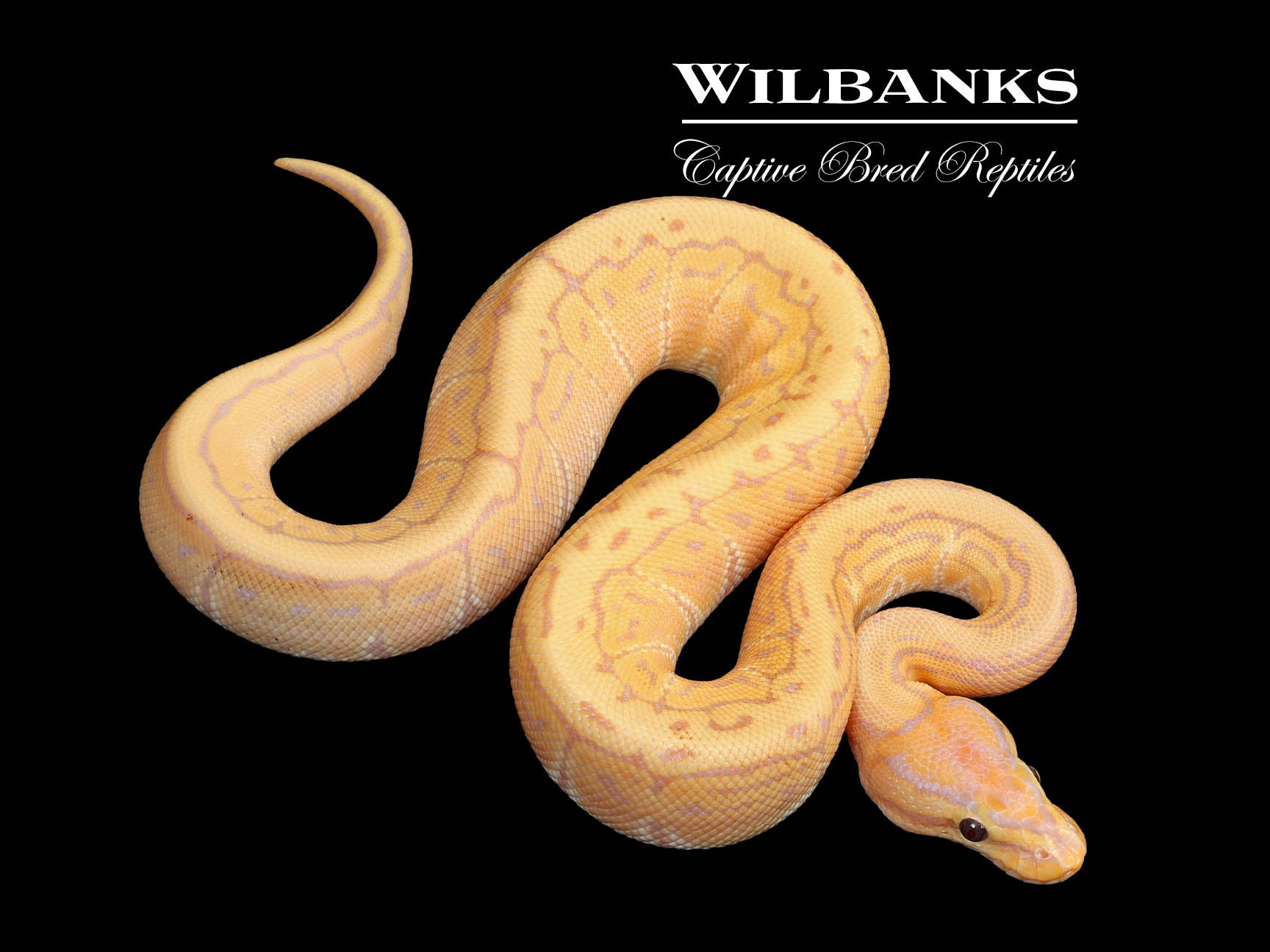 Banana Pinstripe Ball Python ♂ '25 – Wilbanks Captive Bred Reptiles