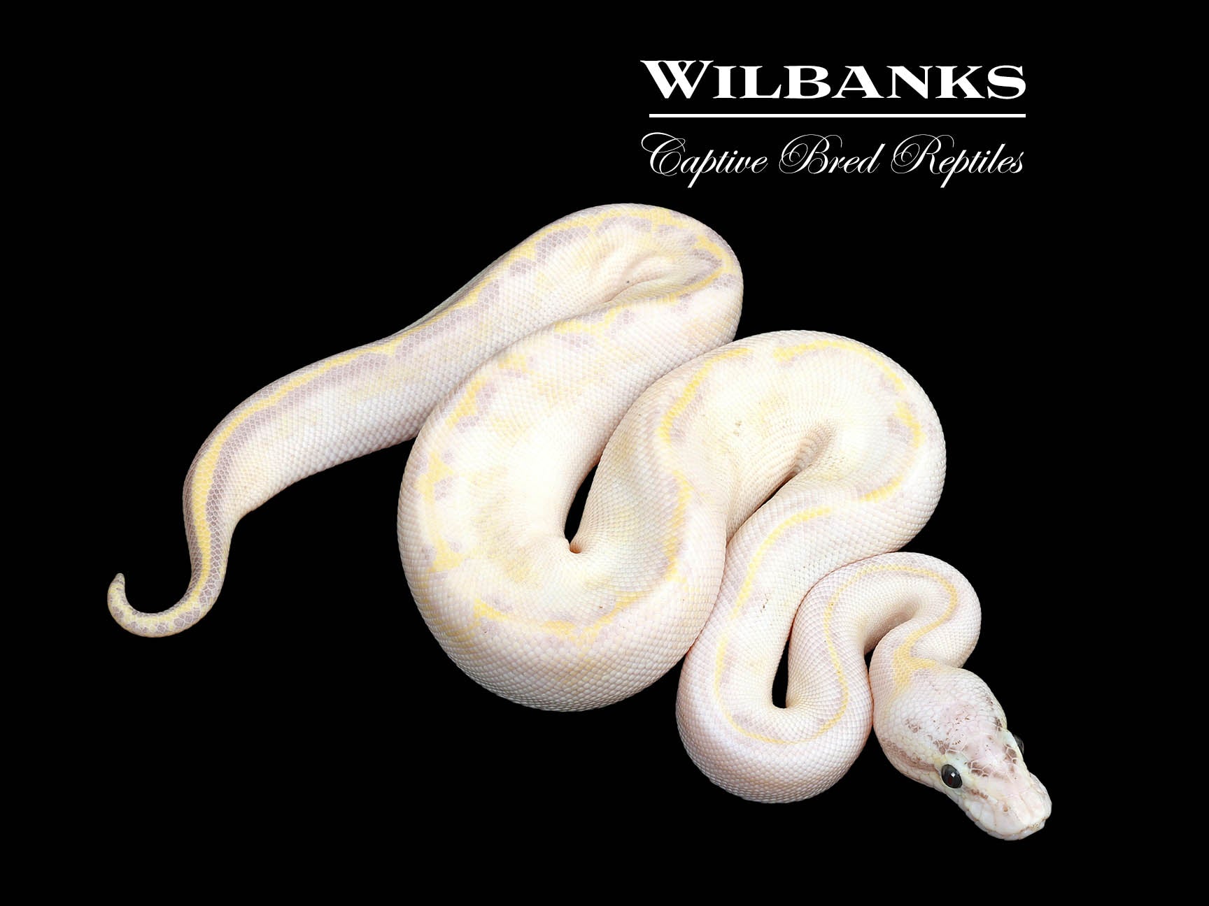 Pastel Ivory Ball Python ♀ '25 – Wilbanks Captive Bred Reptiles