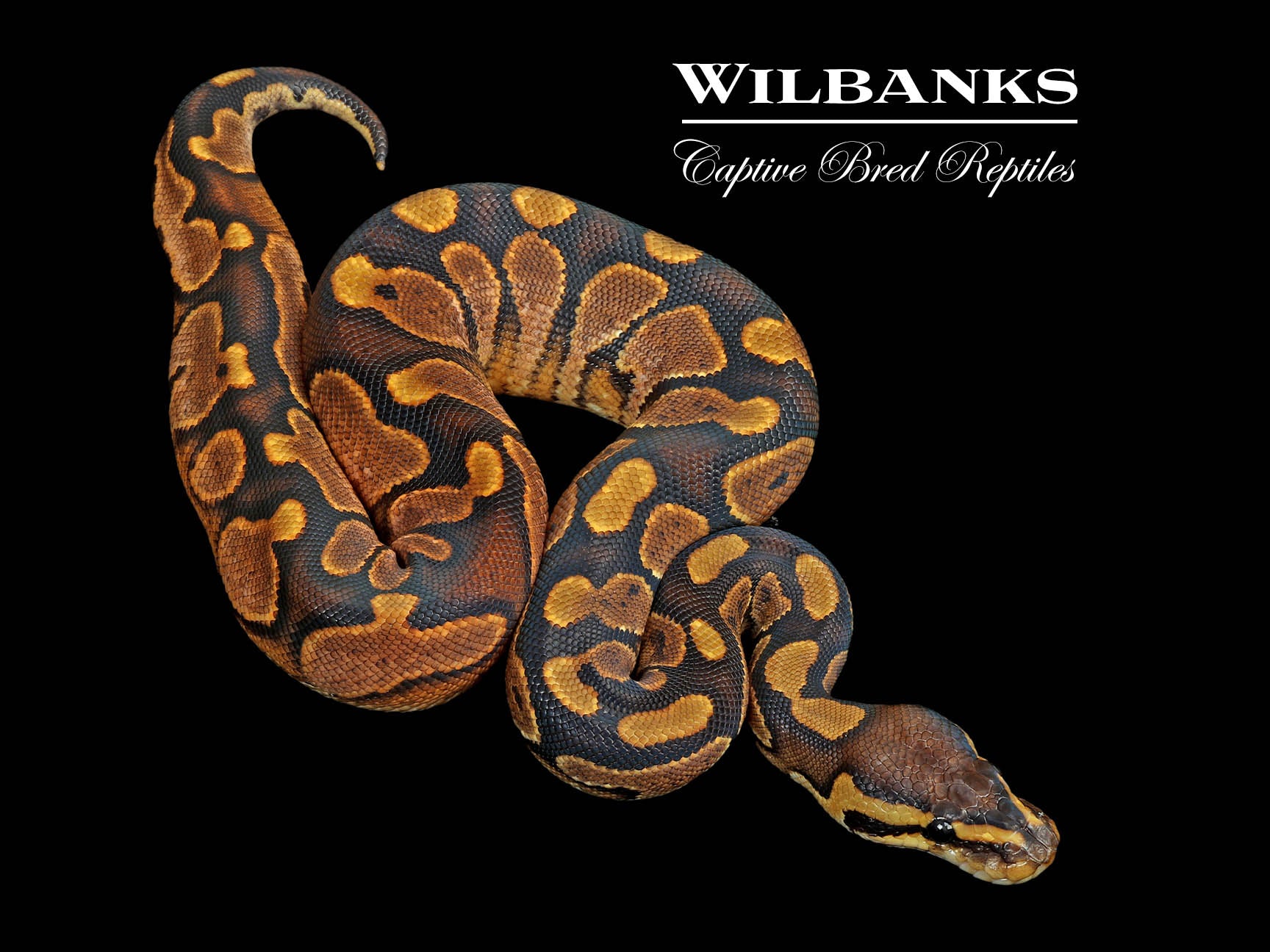 Sugar Ball Python ♂ '25 – Wilbanks Captive Bred Reptiles